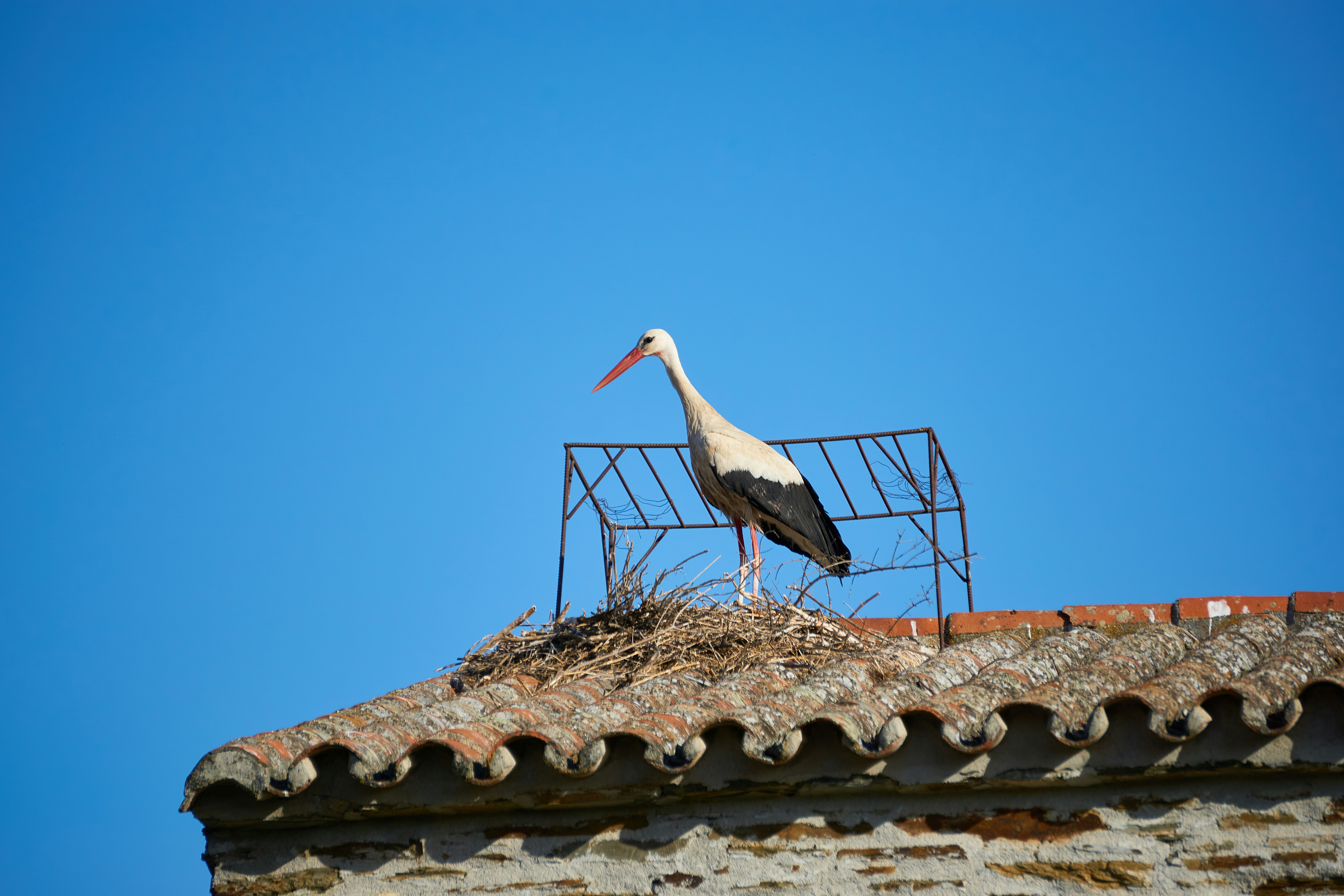A stork stands proudly atop a rustic rooftop nest, framed against a clear blue sky.