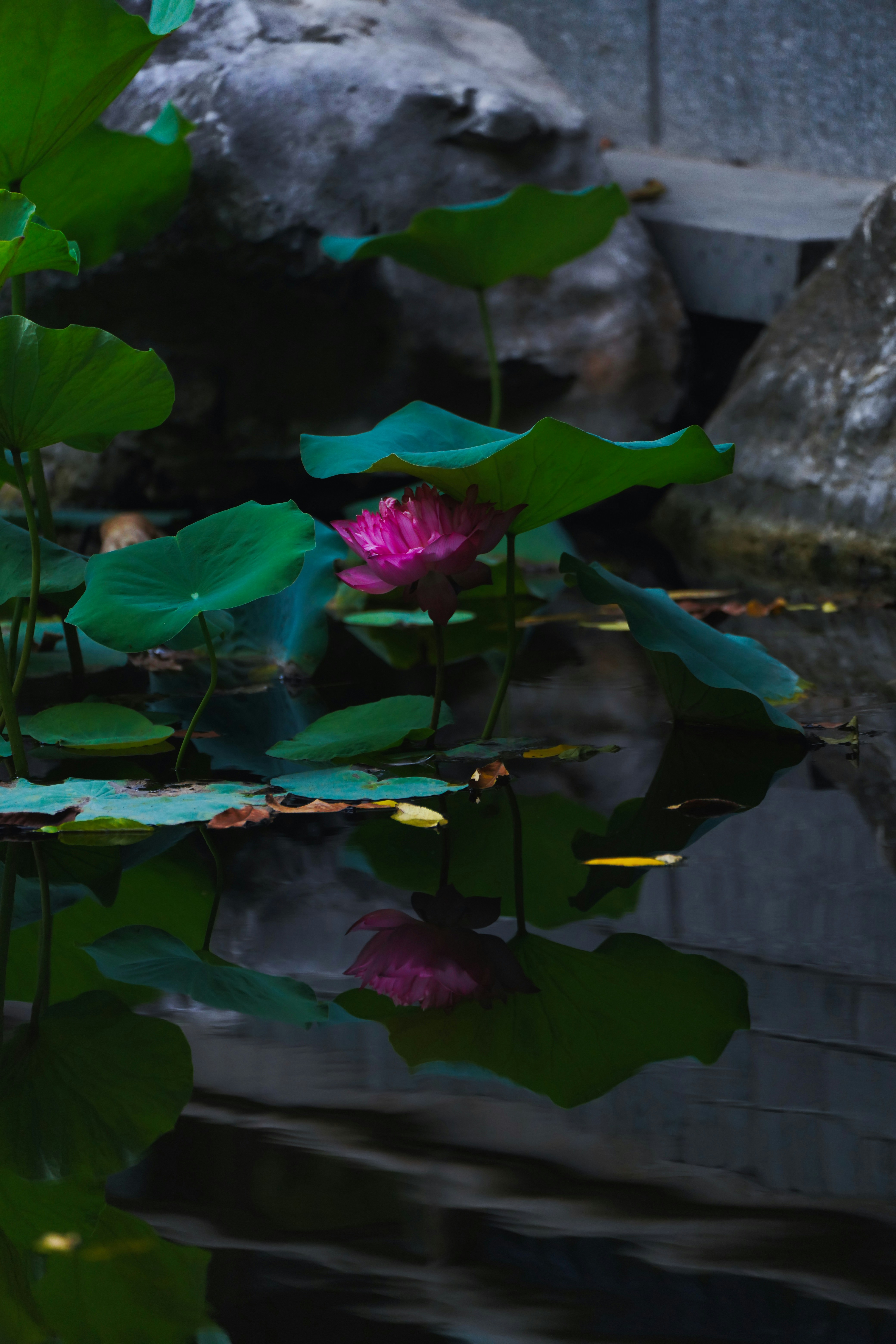 Pink Lotus Among Velvet Pond Leaves