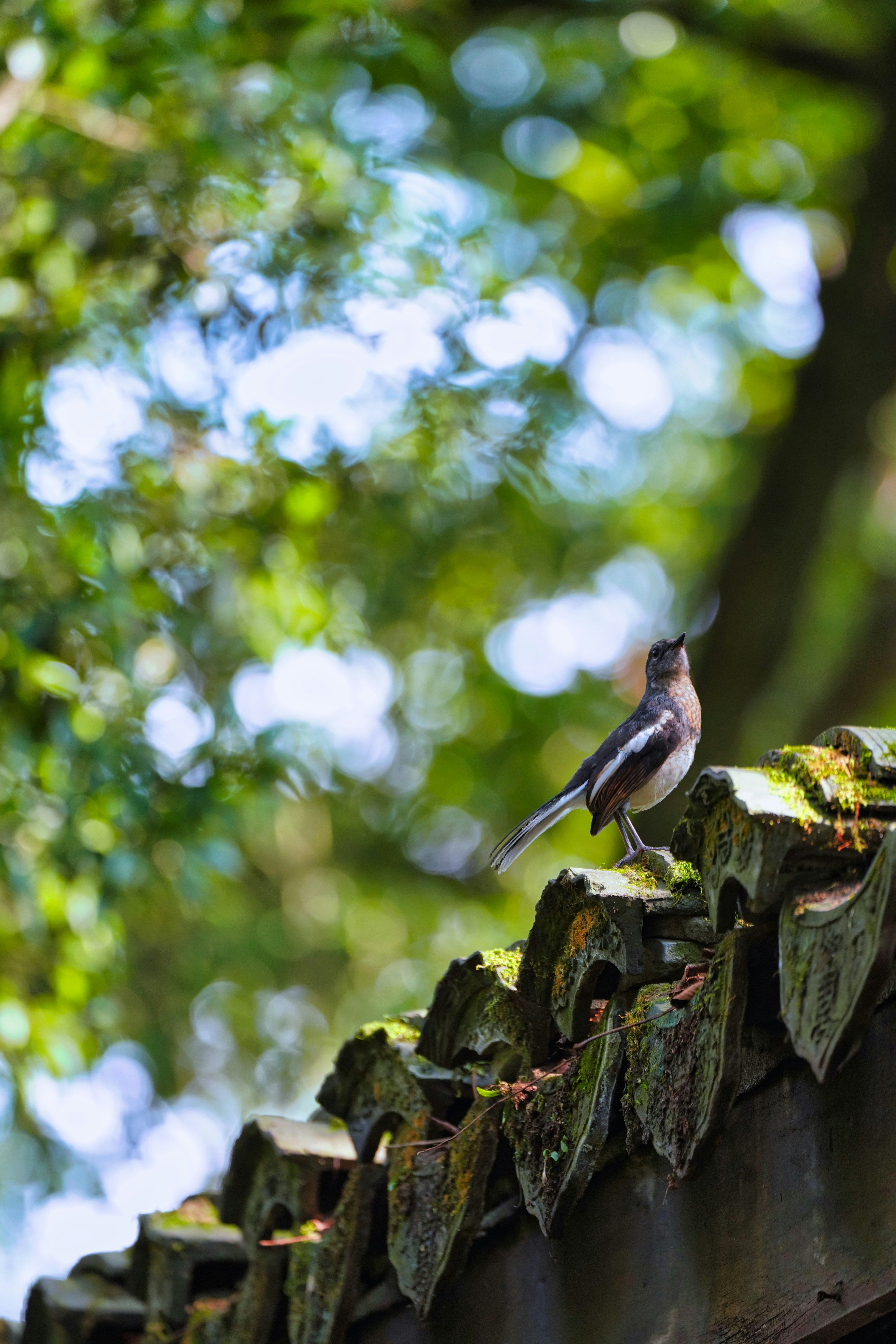 Moss-Covered Ridge: A Songbird's Quiet Vigil