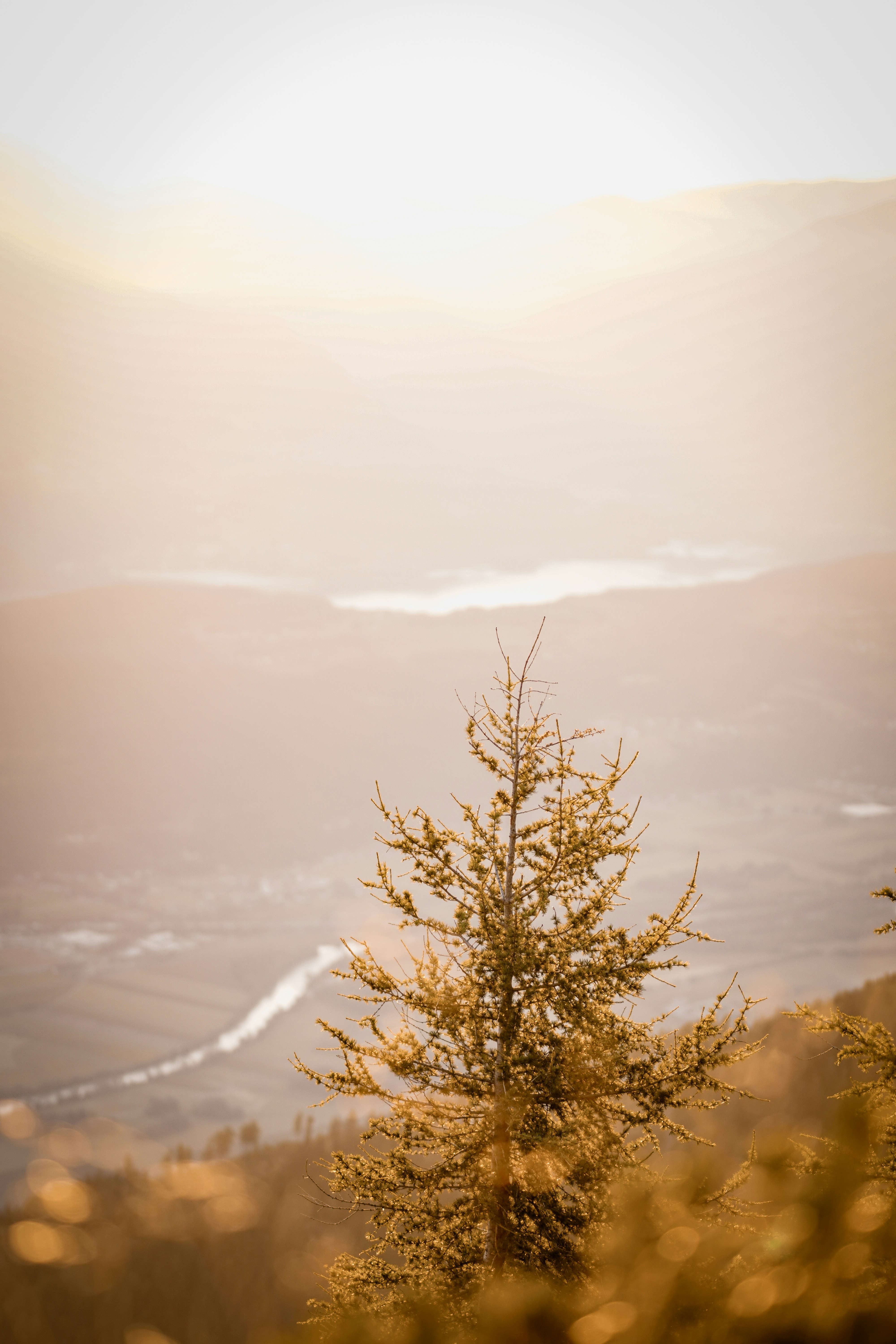 Lone Pine at Dawn: Golden Veil Over the Valley