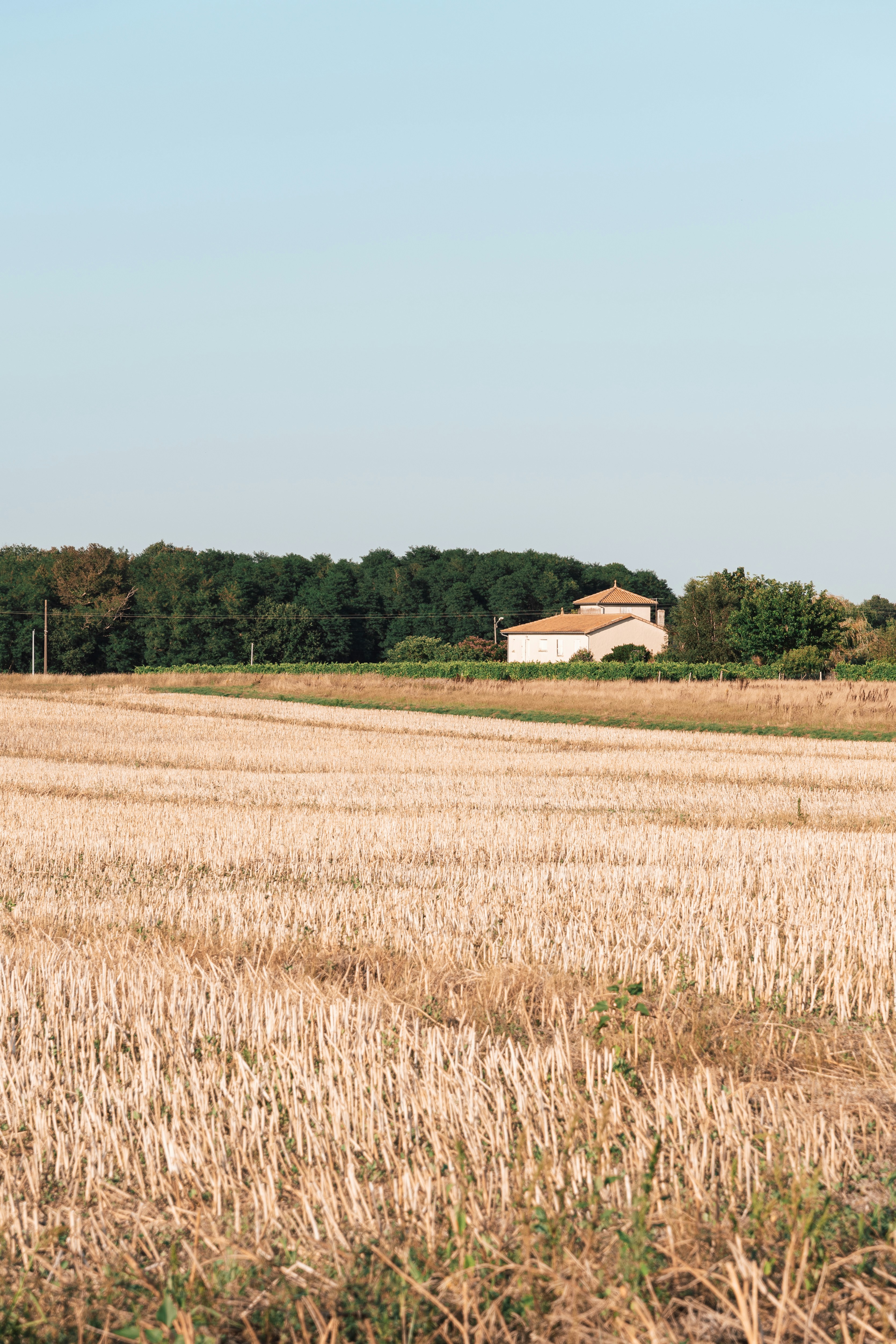 Distant Farmstead on a Golden Harvest Field Under a Clear Sky