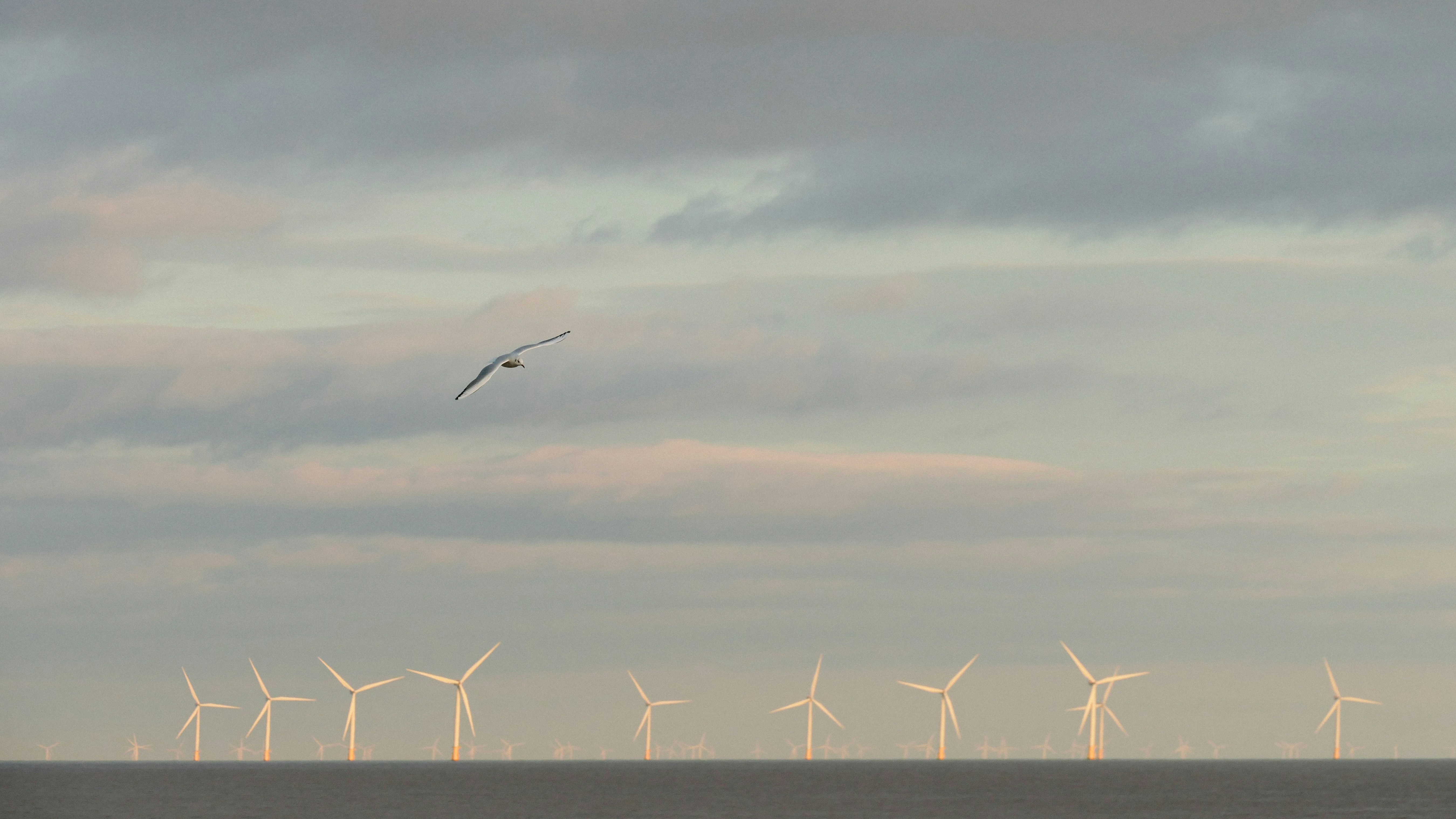 A bird flying over a group of wind turbines photo – Free Electricity ...