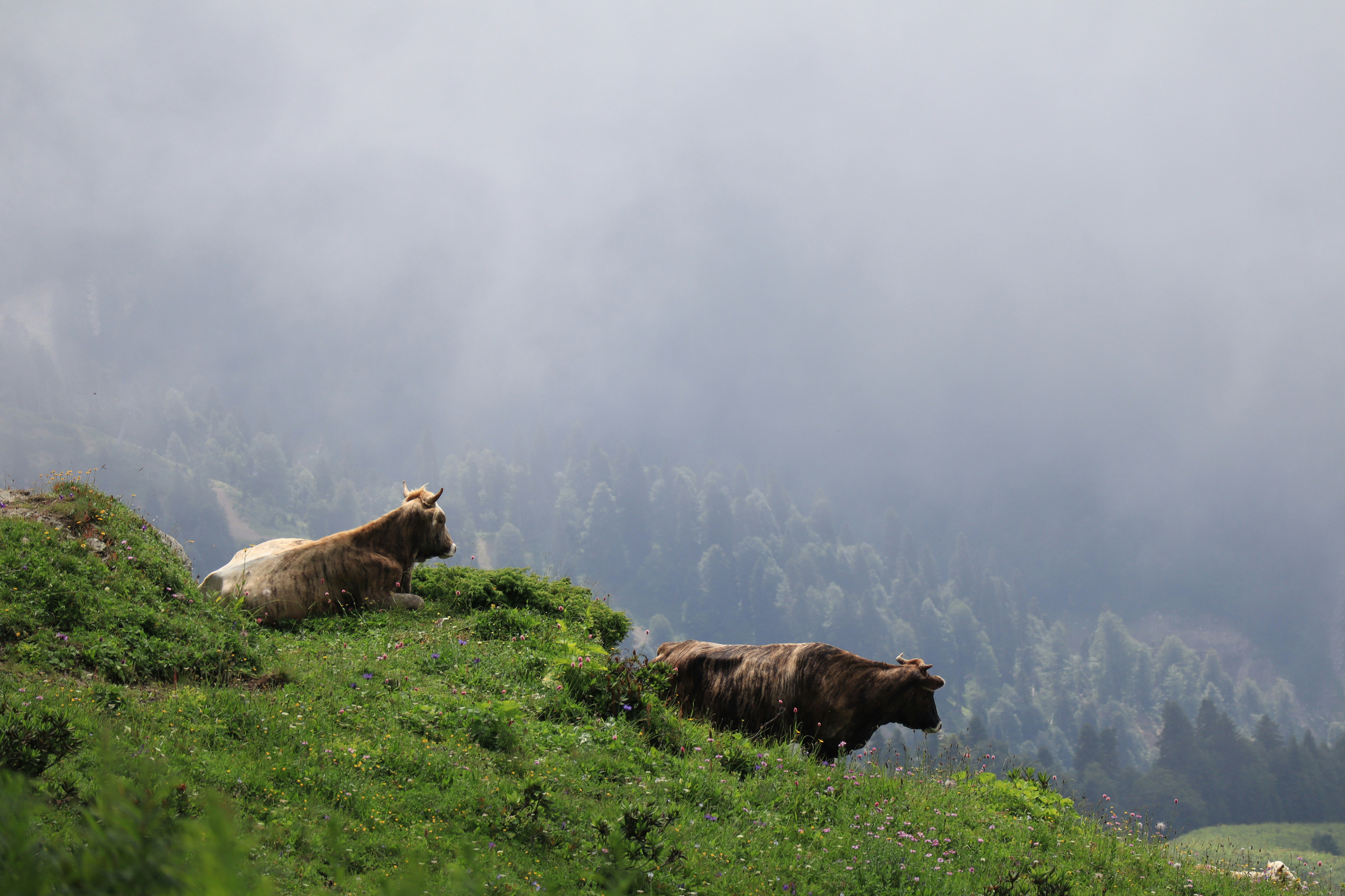 Two cows grazing peacefully on a lush hillside under a misty sky, surrounded by dense forest. The scene captures the serene essence of rural life.