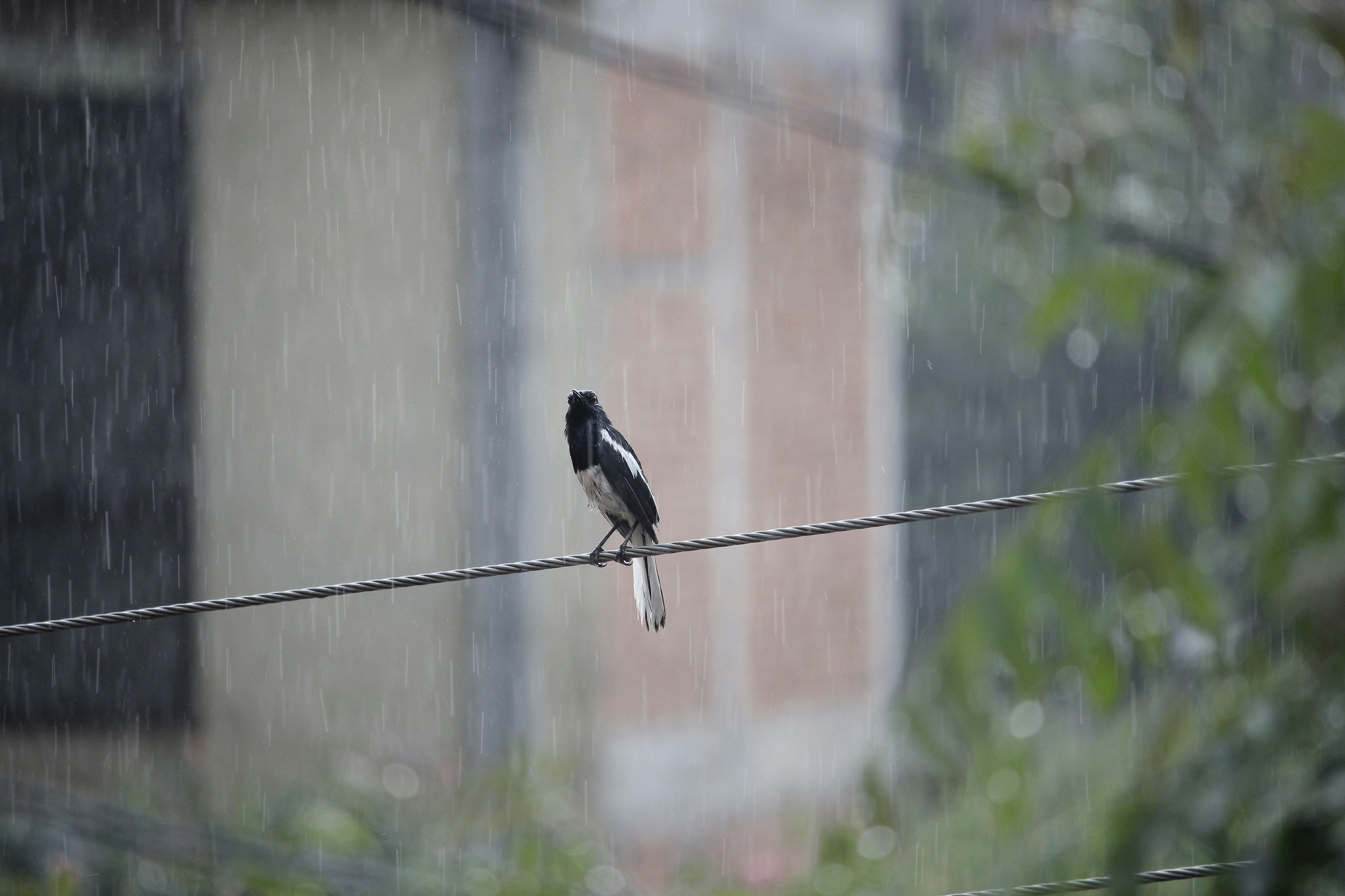 Rain-Quiet Perch: A Black-and-White Bird on a Wire