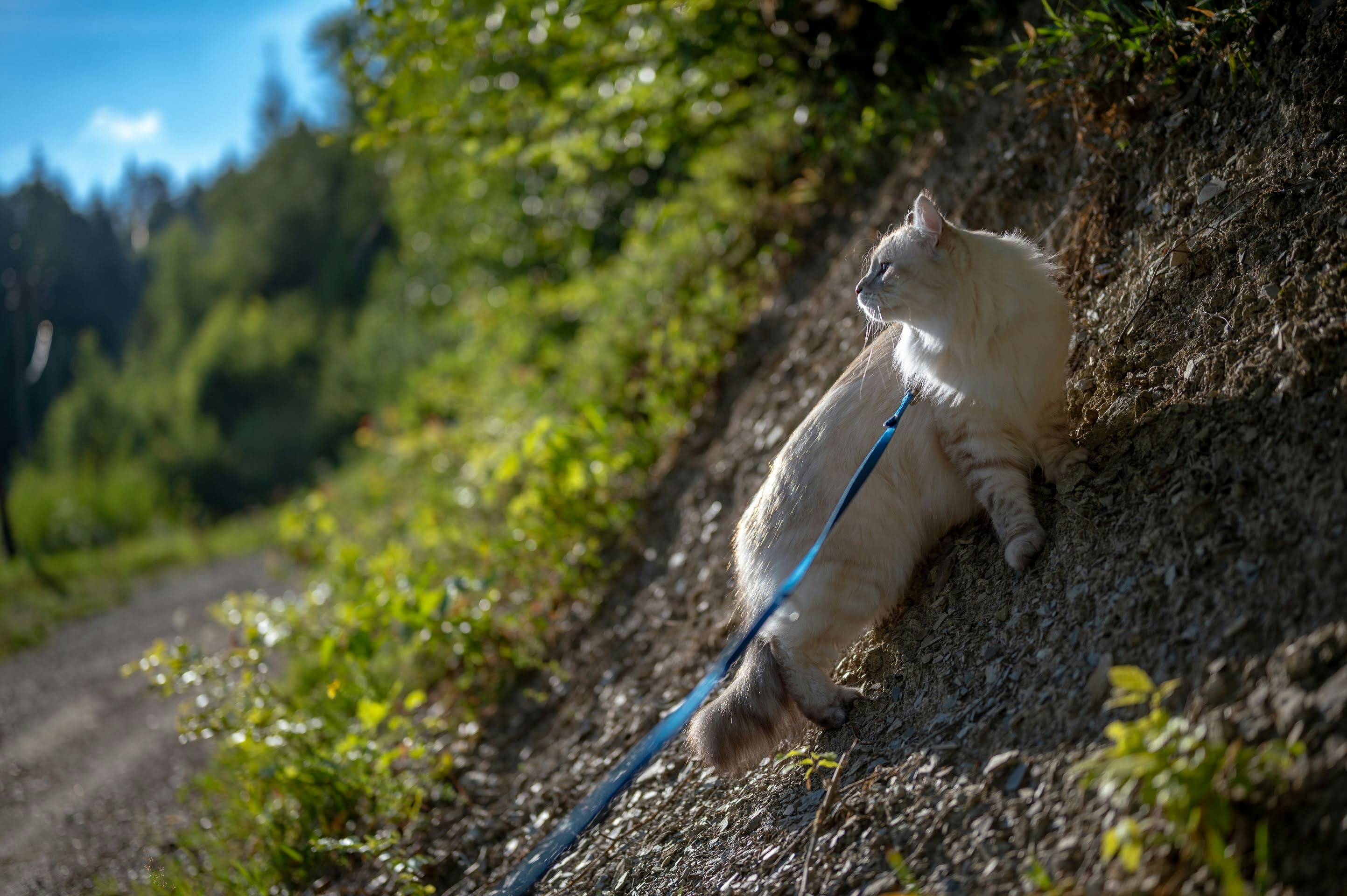 Leashed Cat on a Slope: Sunlit Feline Amid Greenery