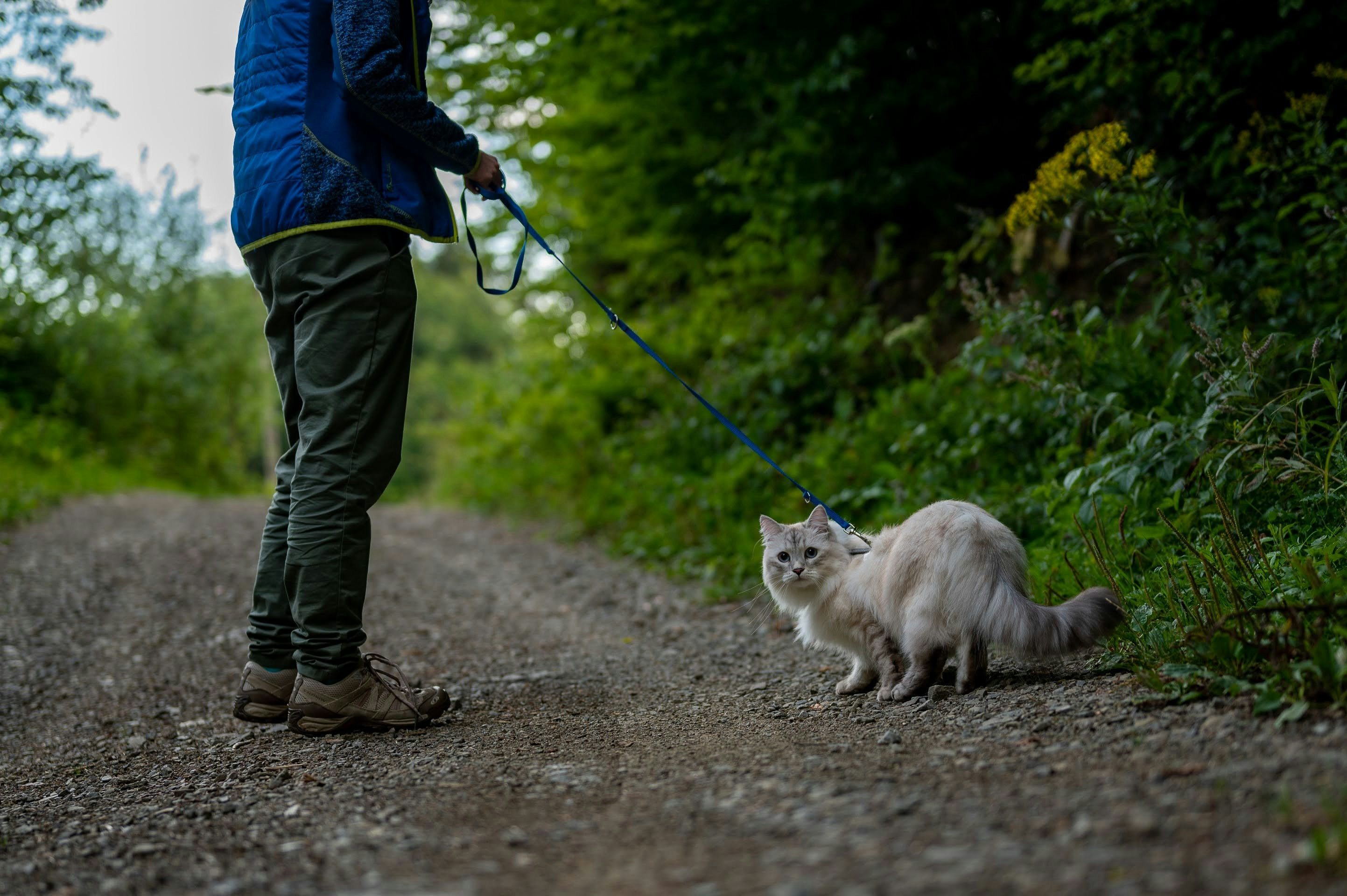 A person walking a cat on a leash photo – Free Przysiółek flądrówka ...