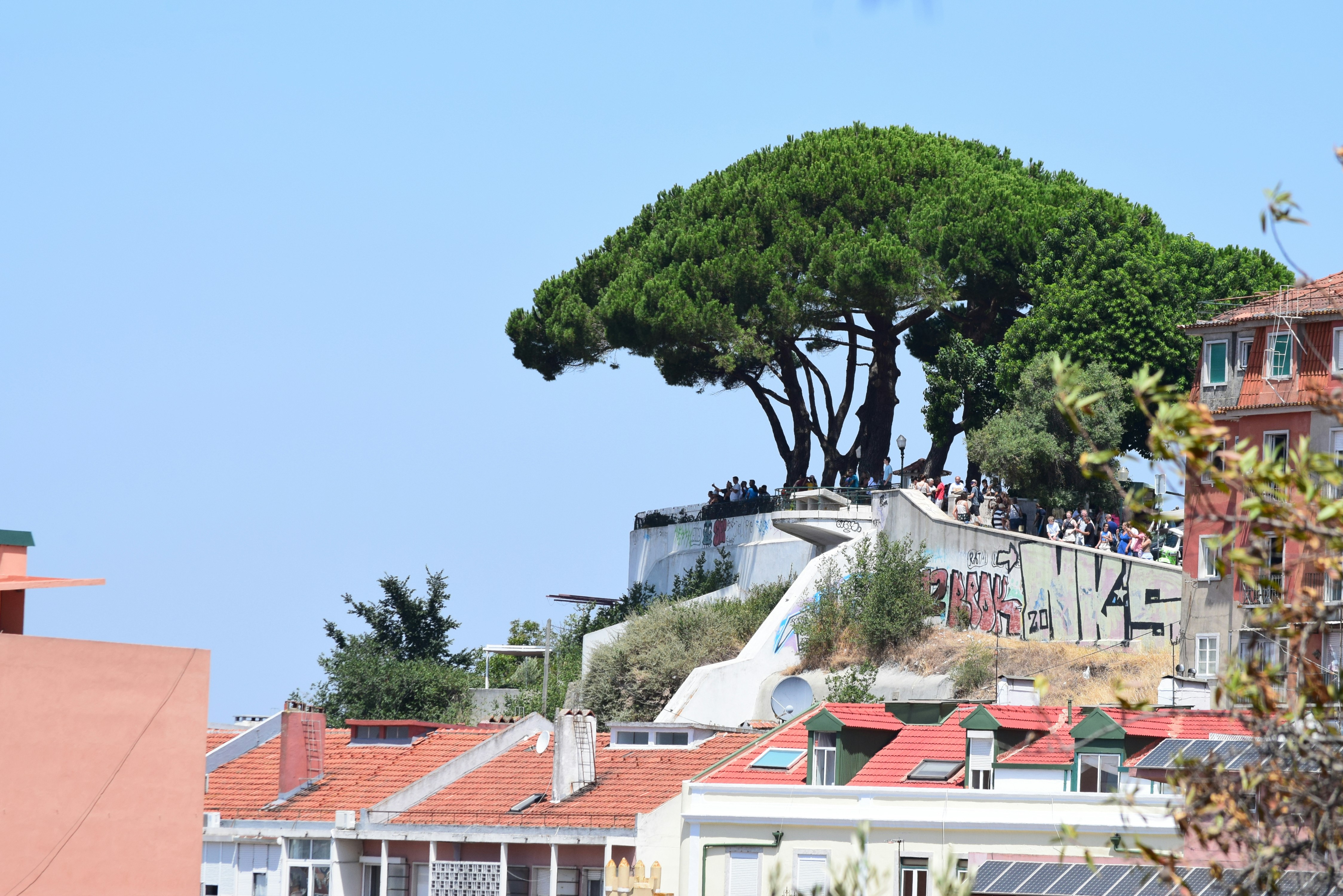 Tall trees casting shadows over terracotta rooftops on a clear blue day.
