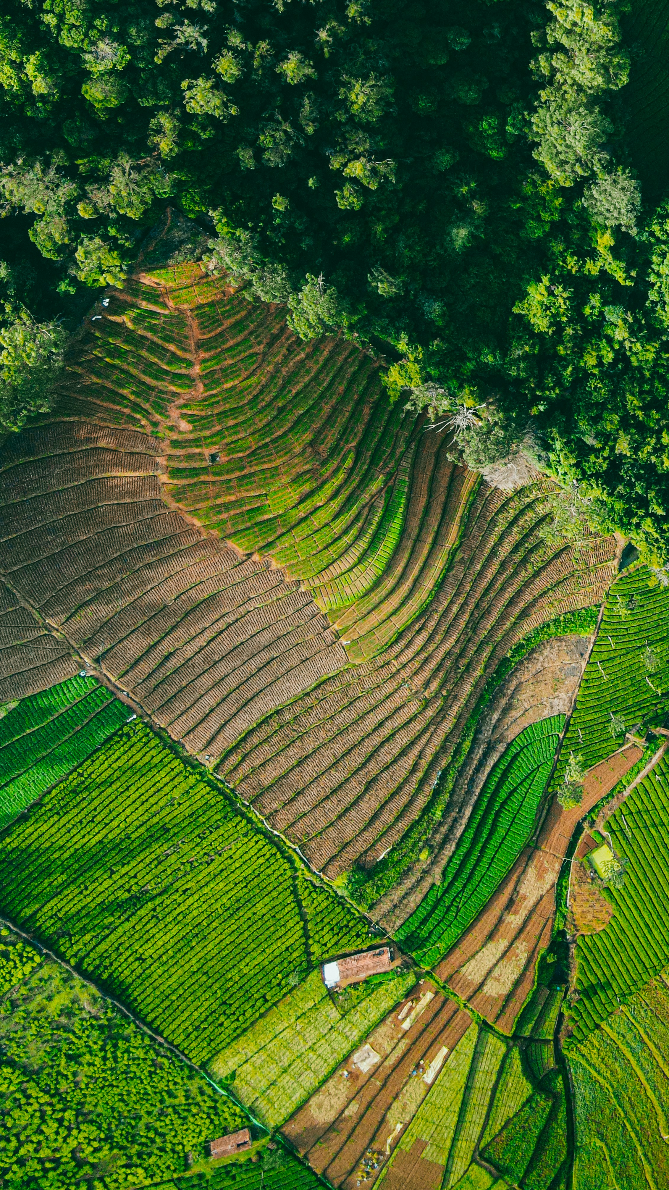 A large green garden photo – Free Ooty Image on Unsplash
