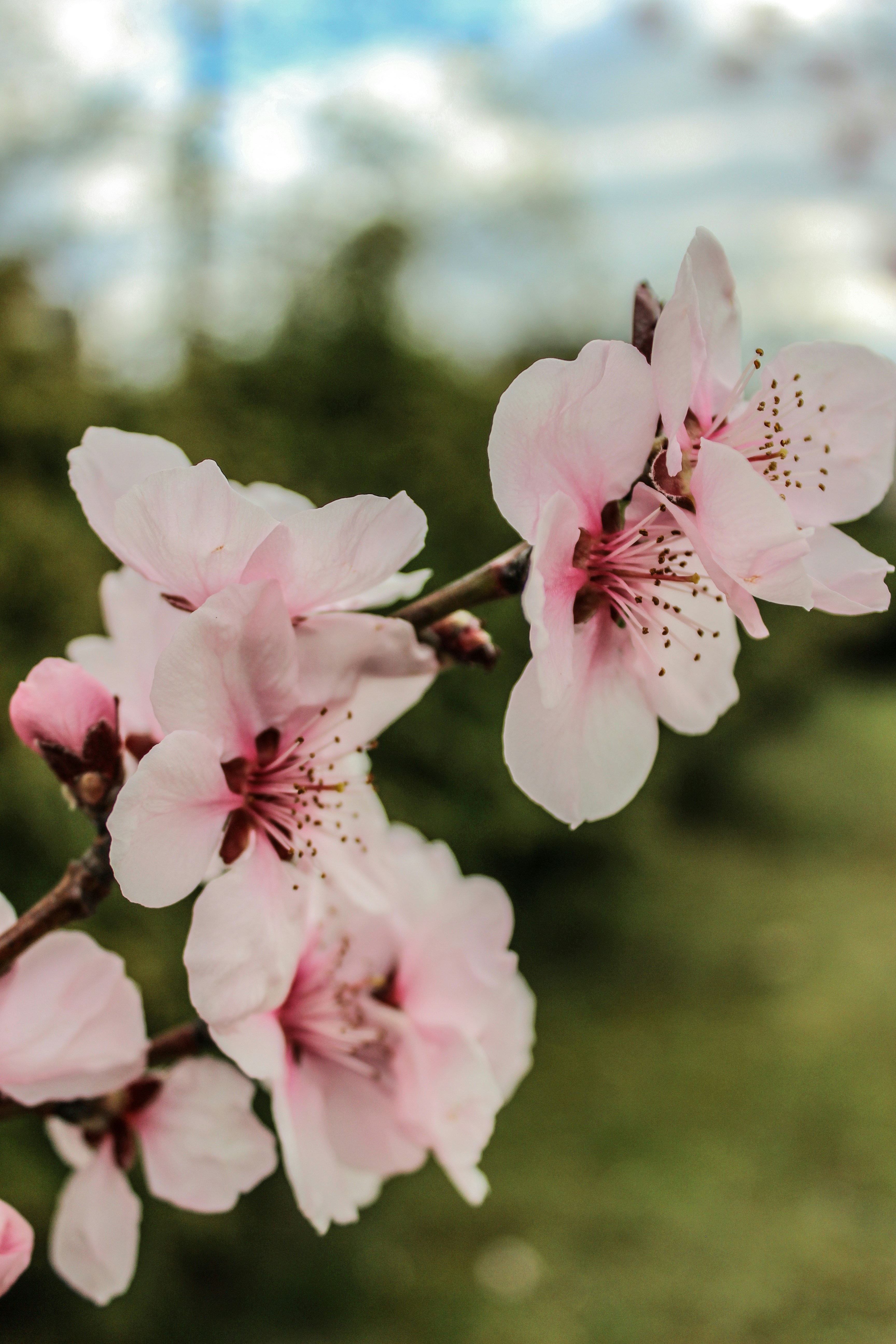 Frower Photos | Télécharger des images gratuites sur Unsplash