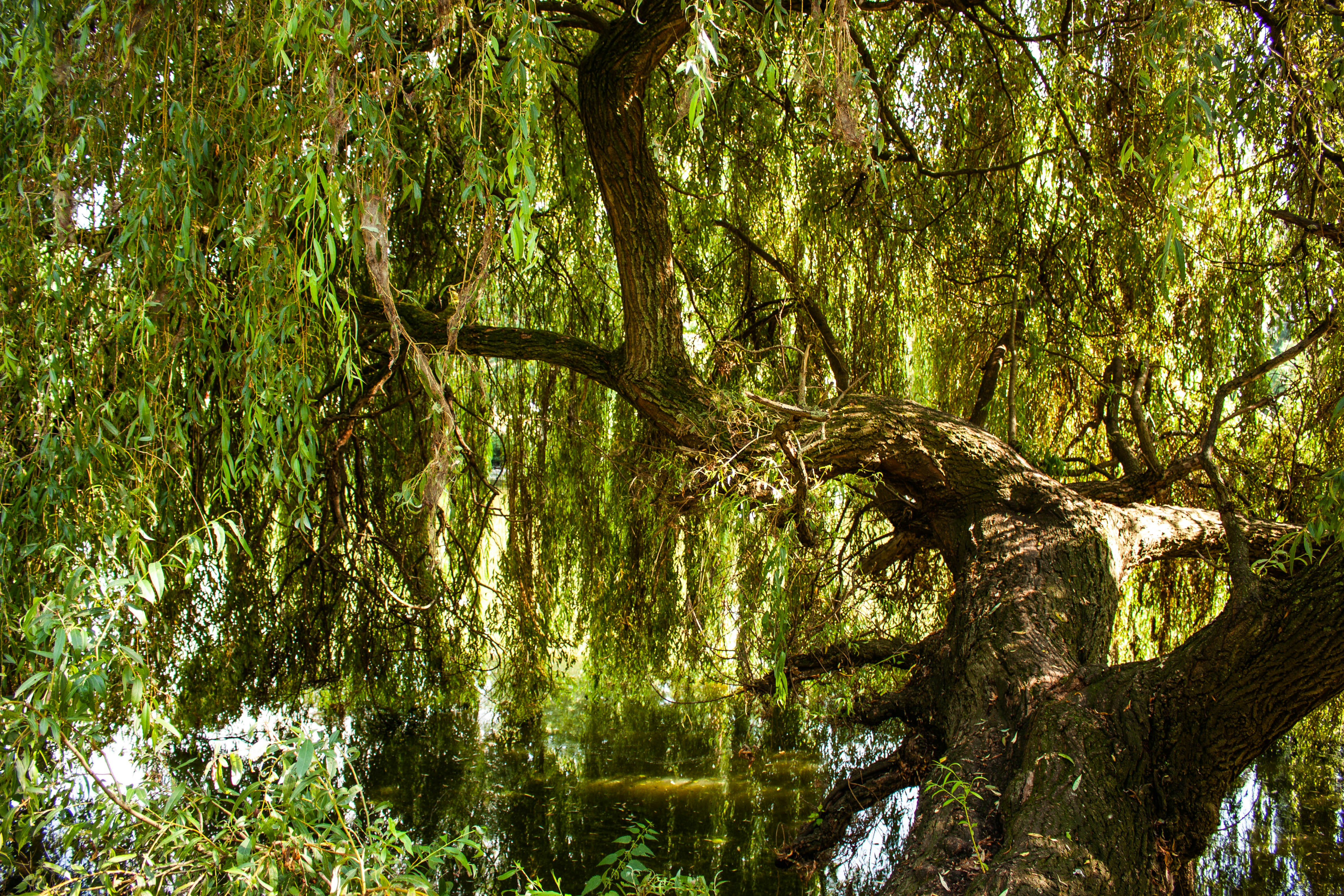 Foto Un árbol con muchas ramas y hojas – Imagen Bélgica gratis en Unsplash