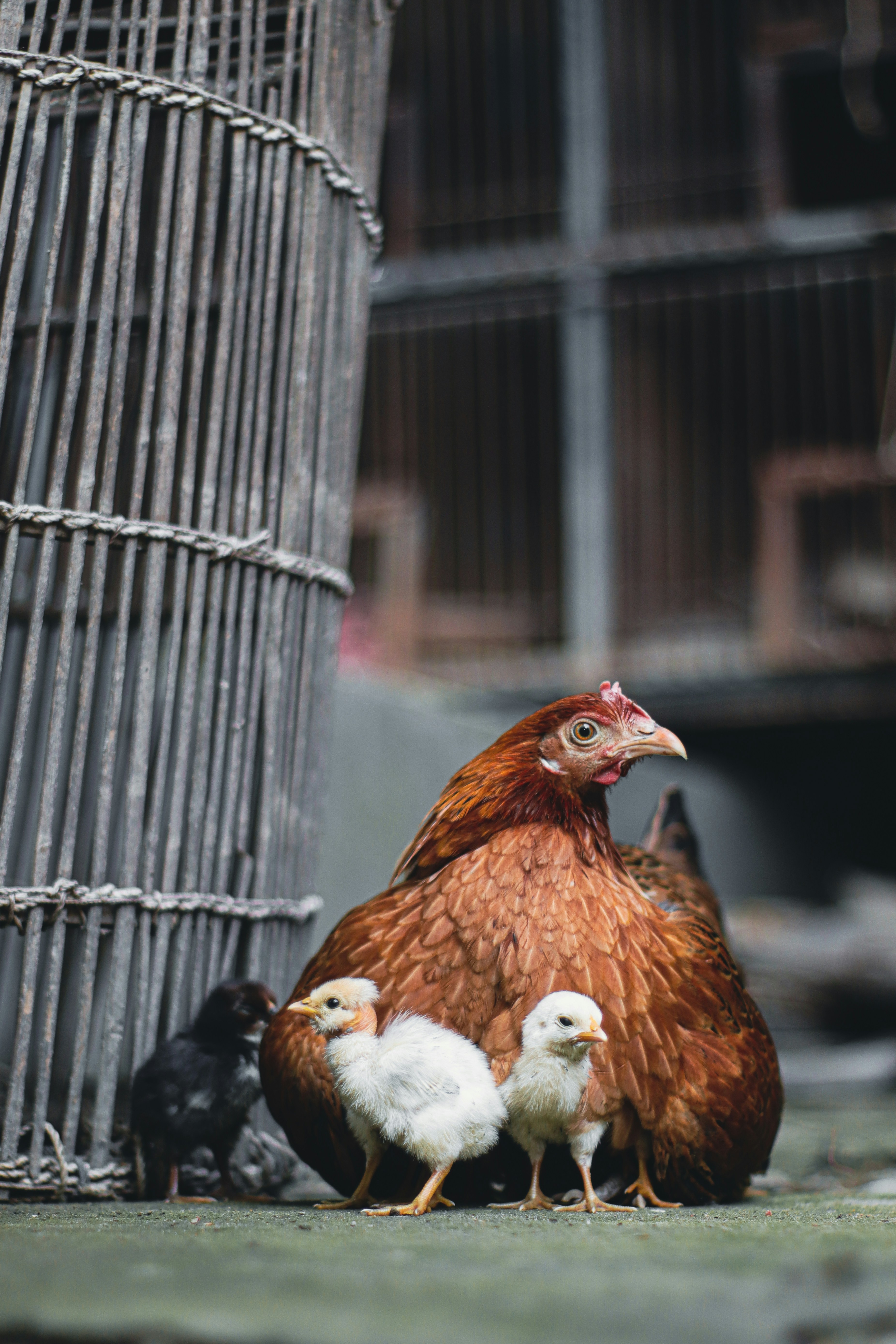 A group of chickens photo – Free Animal Image on Unsplash