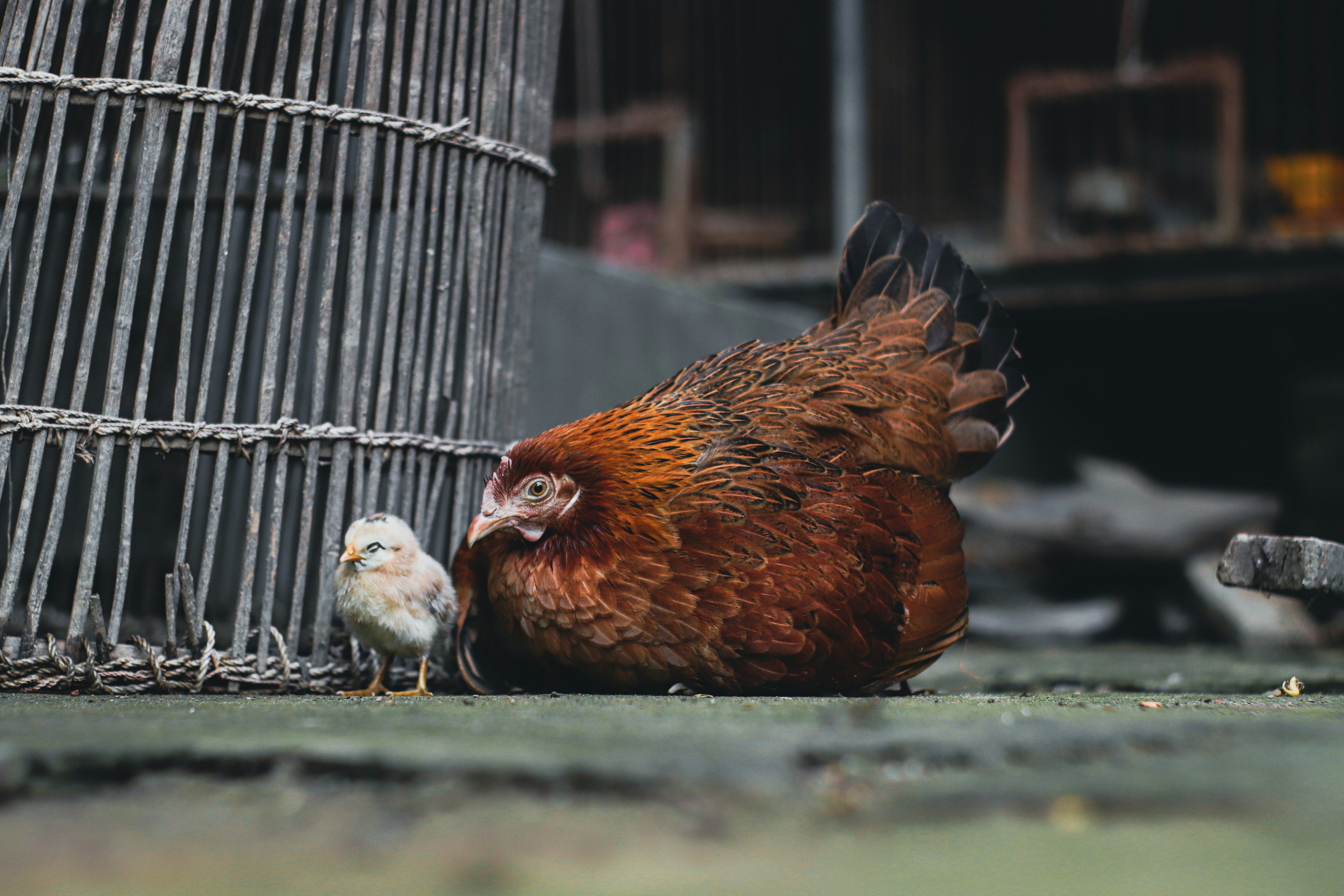 A chicken and a bird photo – Free Brown Image on Unsplash