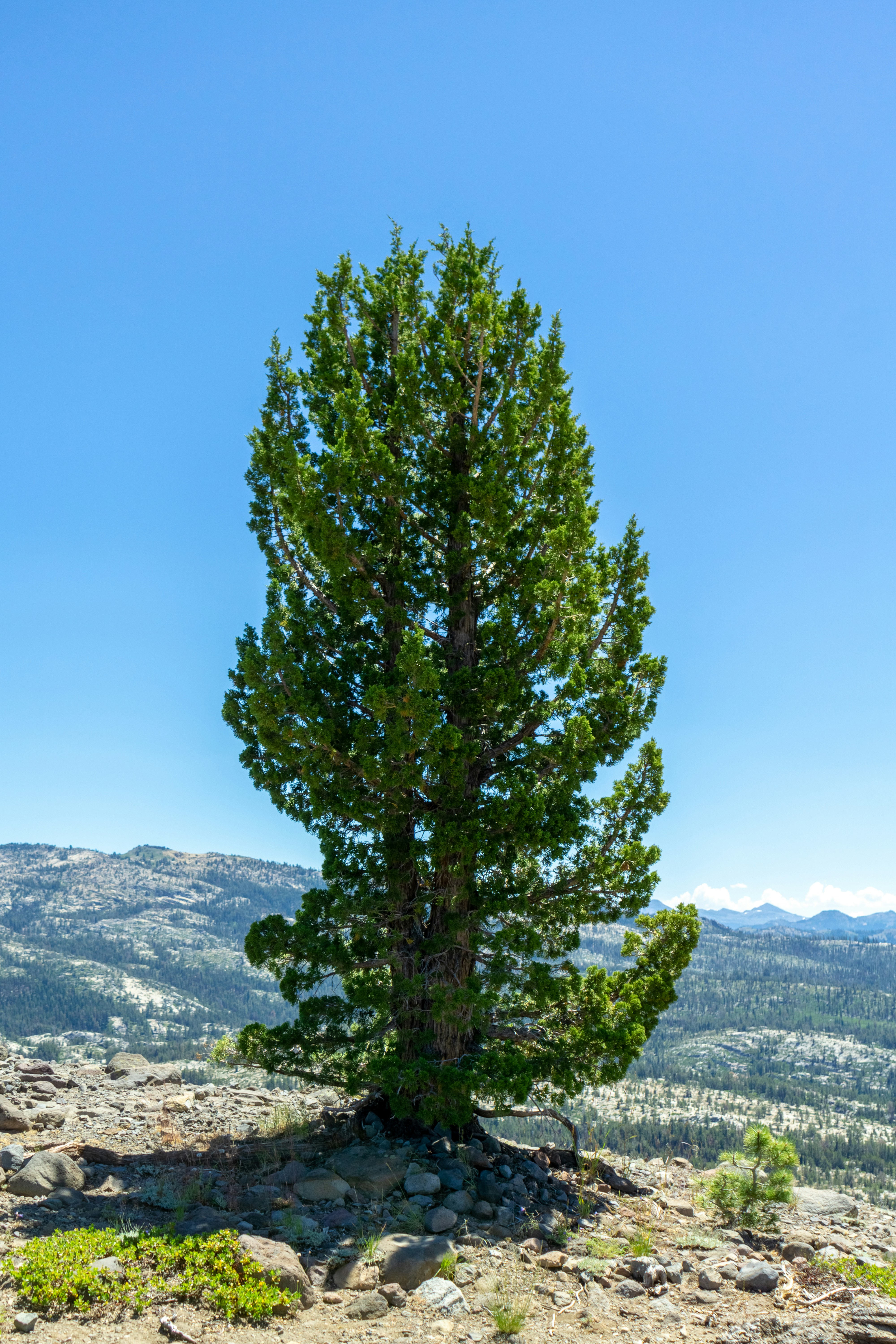 Alpine Sentinel: Lone pine crowns a windswept rock beneath a cerulean sky