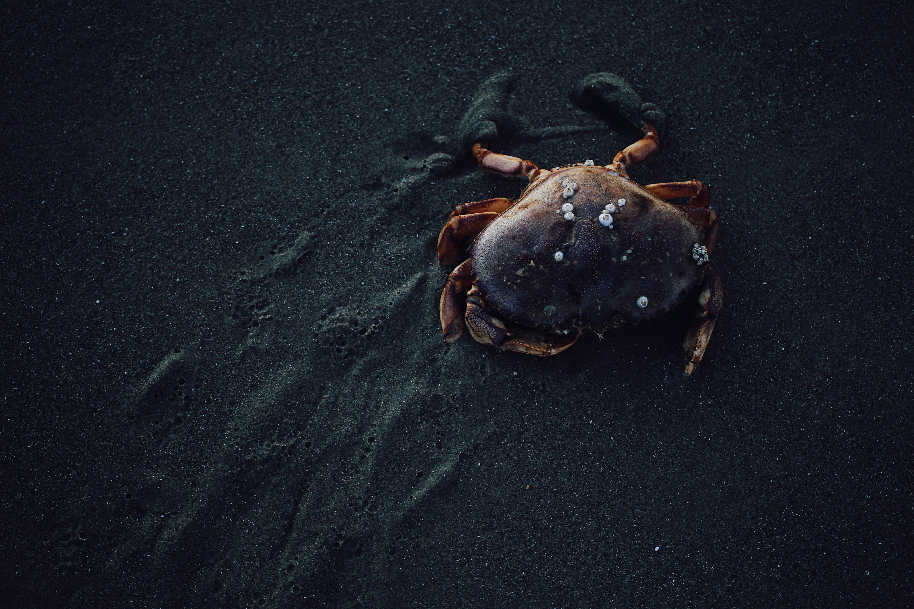 A crab navigates the dark sands, leaving subtle impressions behind as it moves. The scene captures the essence of marine life on a coastal shore.