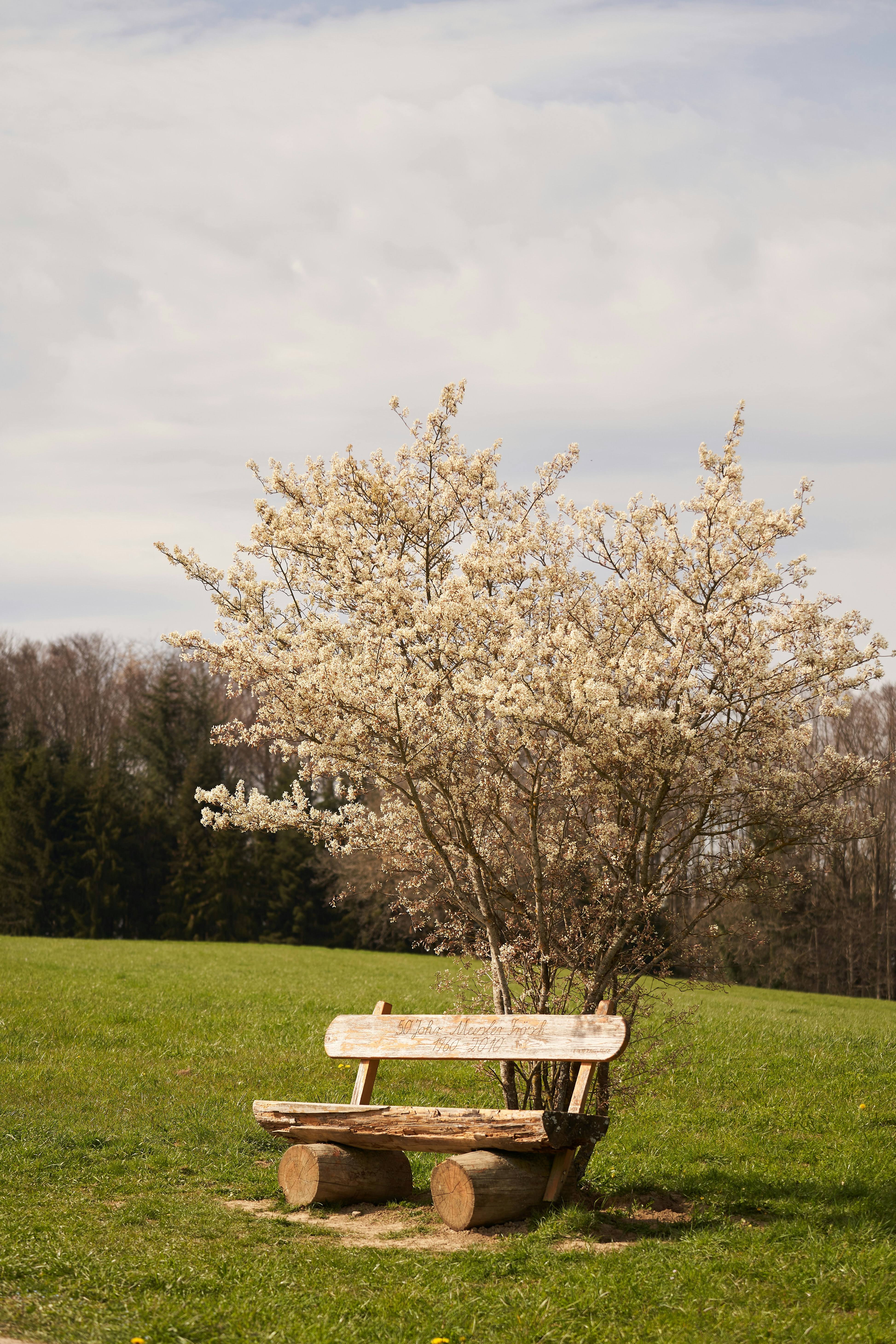 A rustic wooden bench nestled under a flowering tree in a lush green field, inviting moments of reflection. Soft clouds drift in the background.