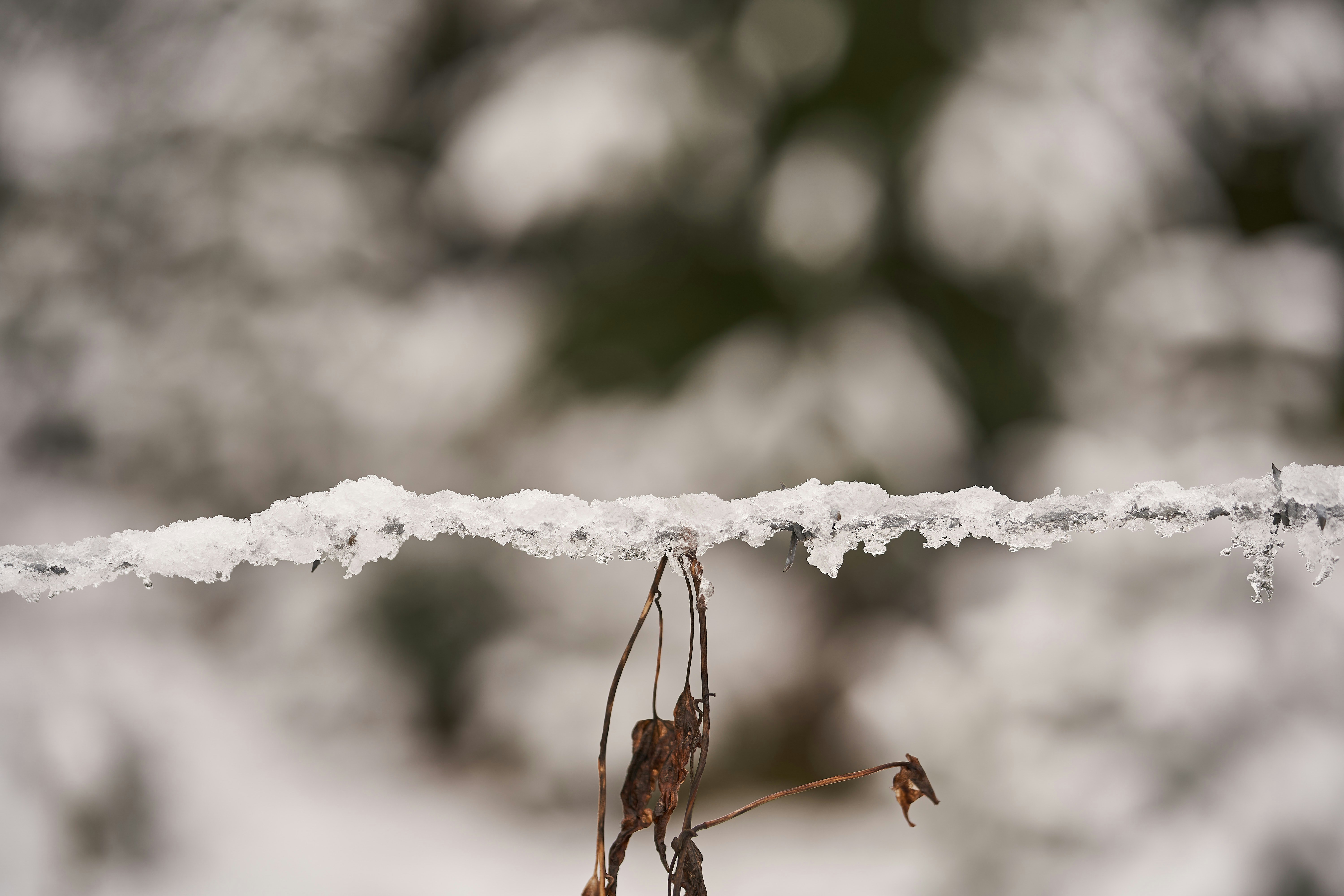 Frosted Thread Between Winter Branches