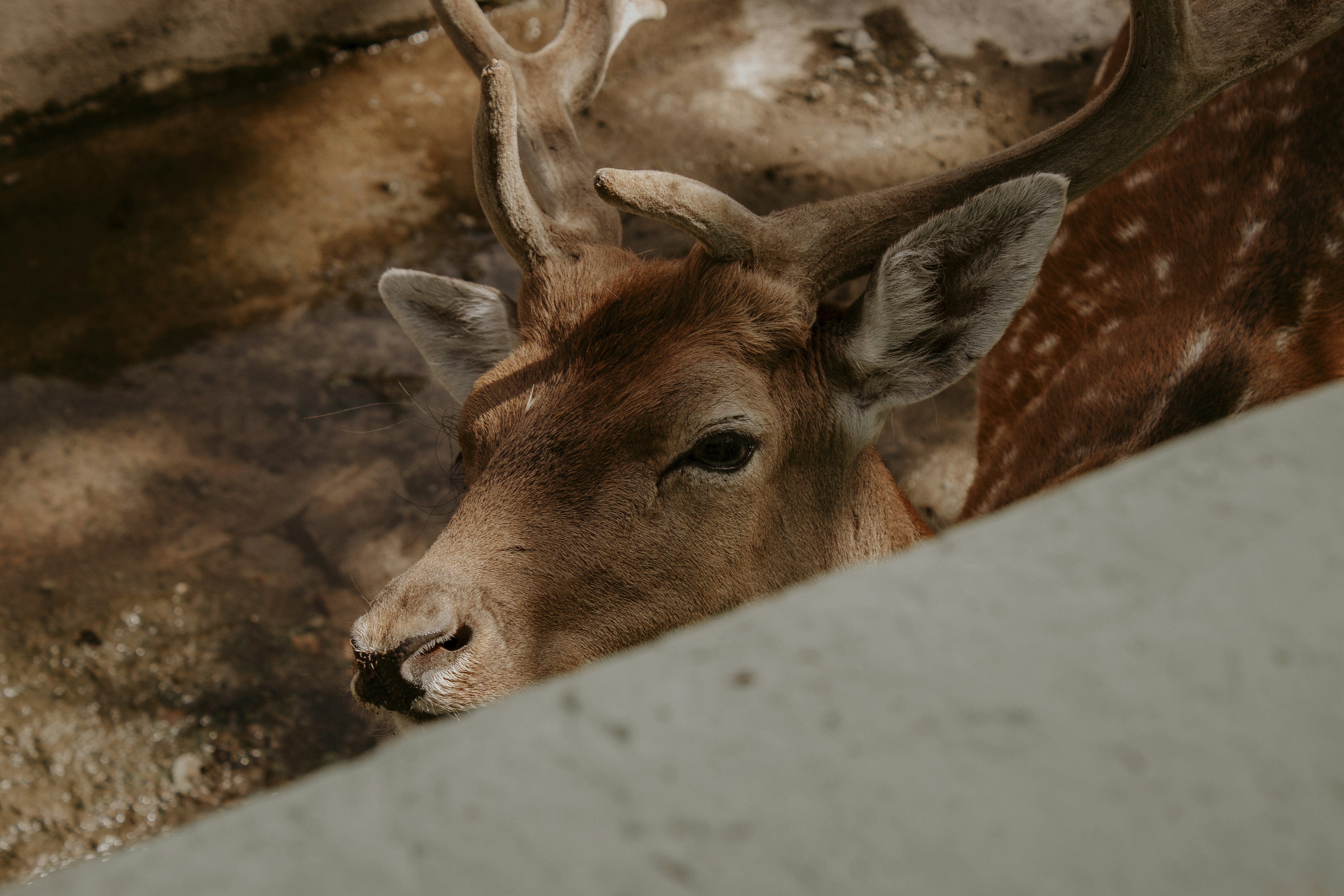 Glimpse of a Stag: Quiet Gaze Behind the Barrier
