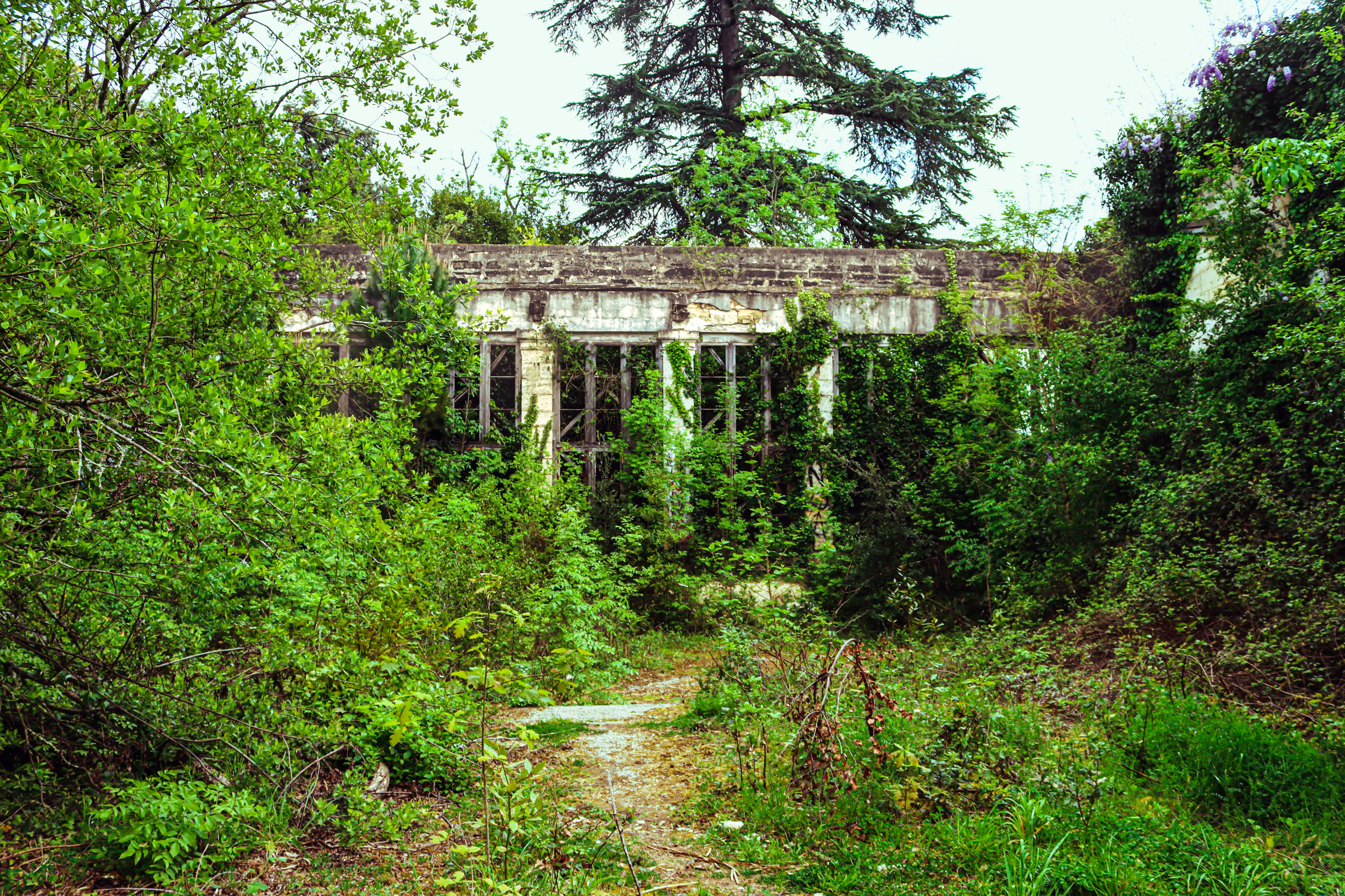 Ivy-Clad Ruins Framed by a Quiet Forest Path