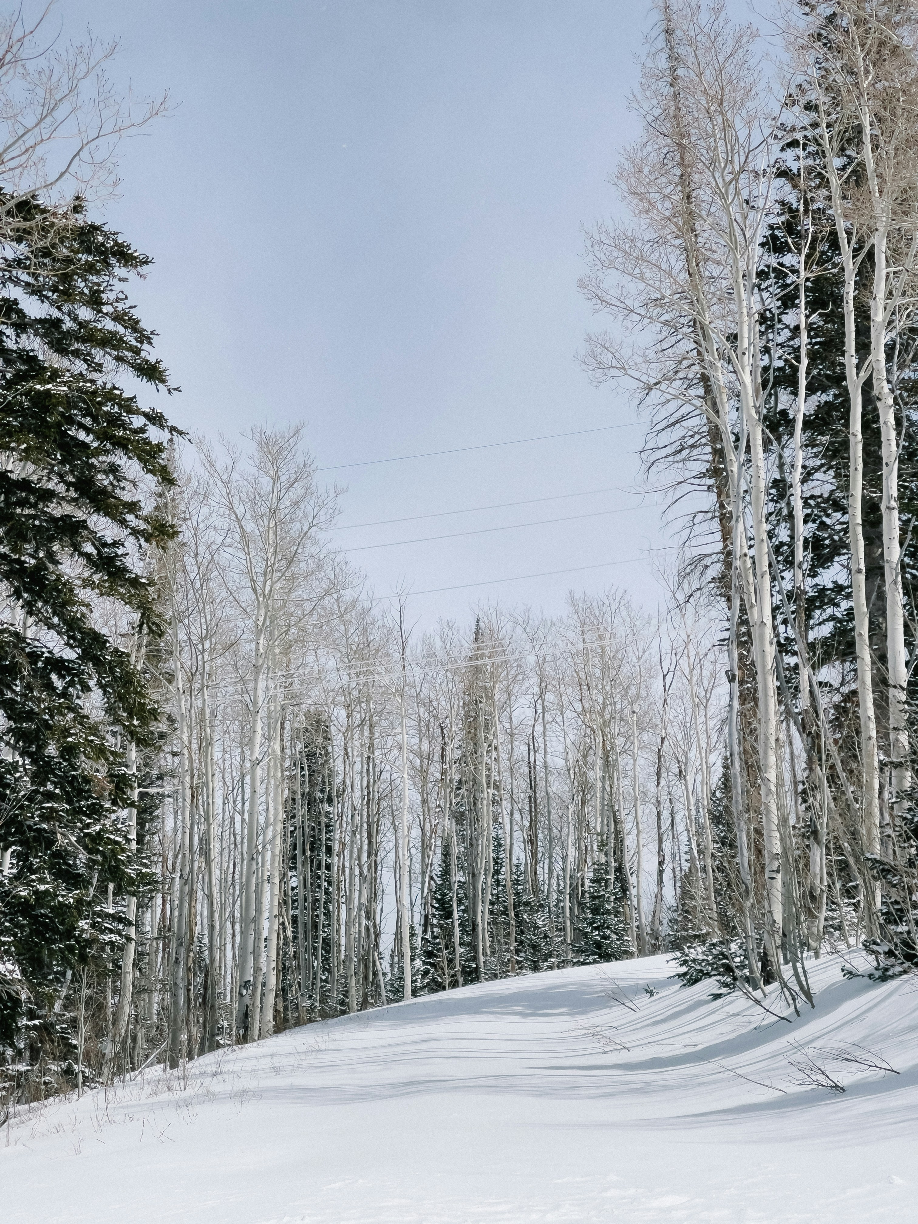 A snowy road with trees on either side of it photo – Free Usa Image on ...