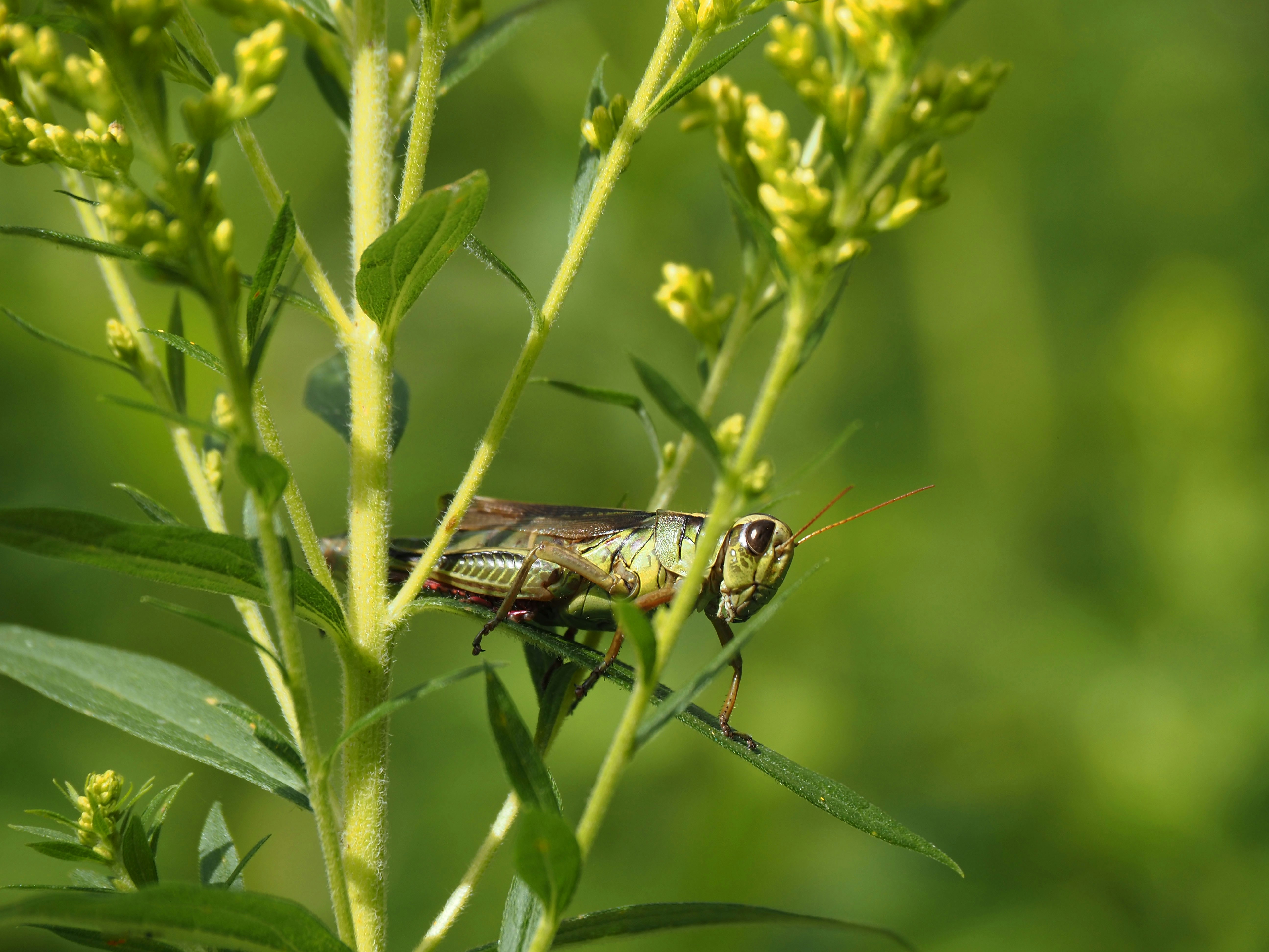 Un insecte sur une plante photo – Photo Québec Gratuite sur Unsplash