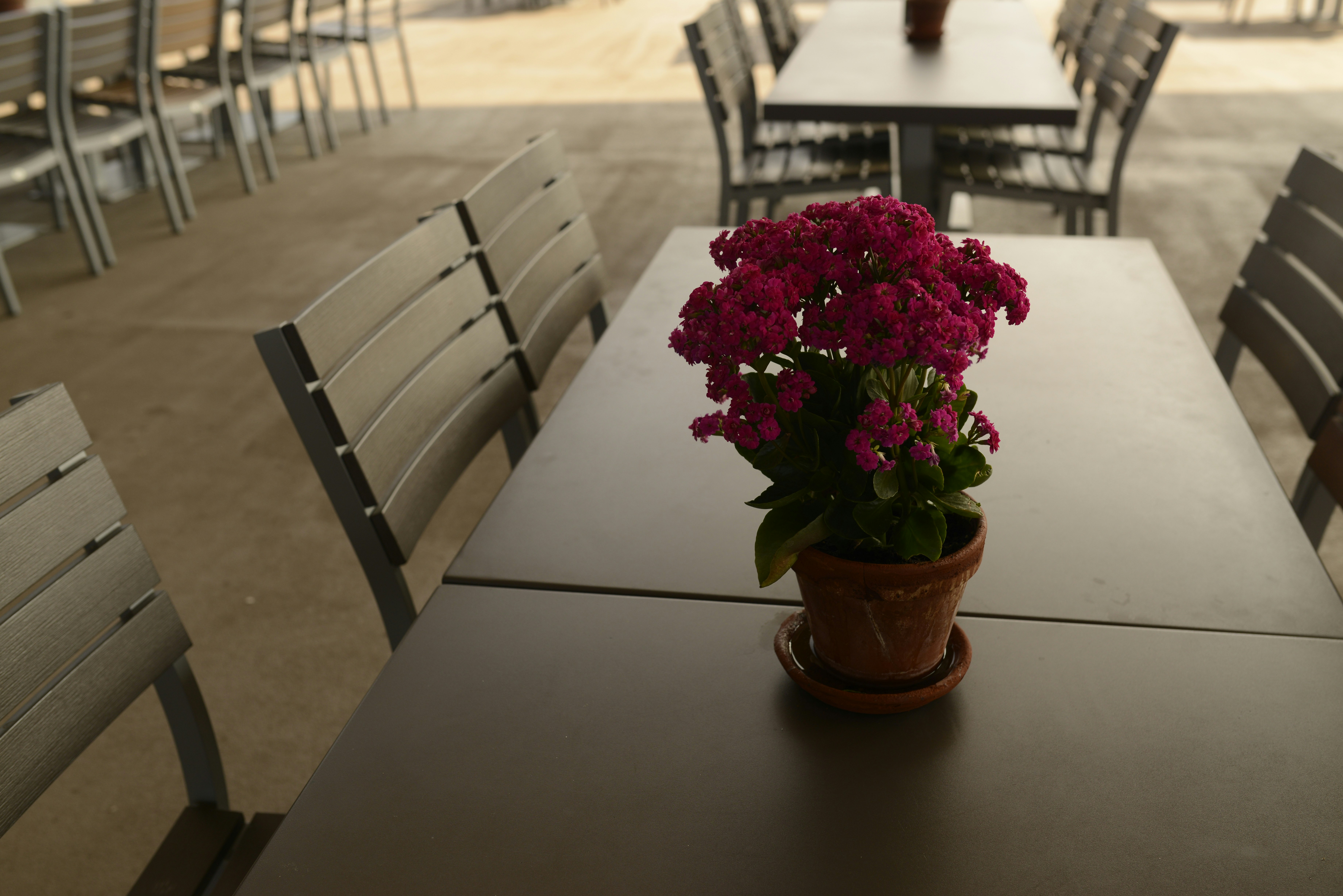 a pot of flowers on a table
