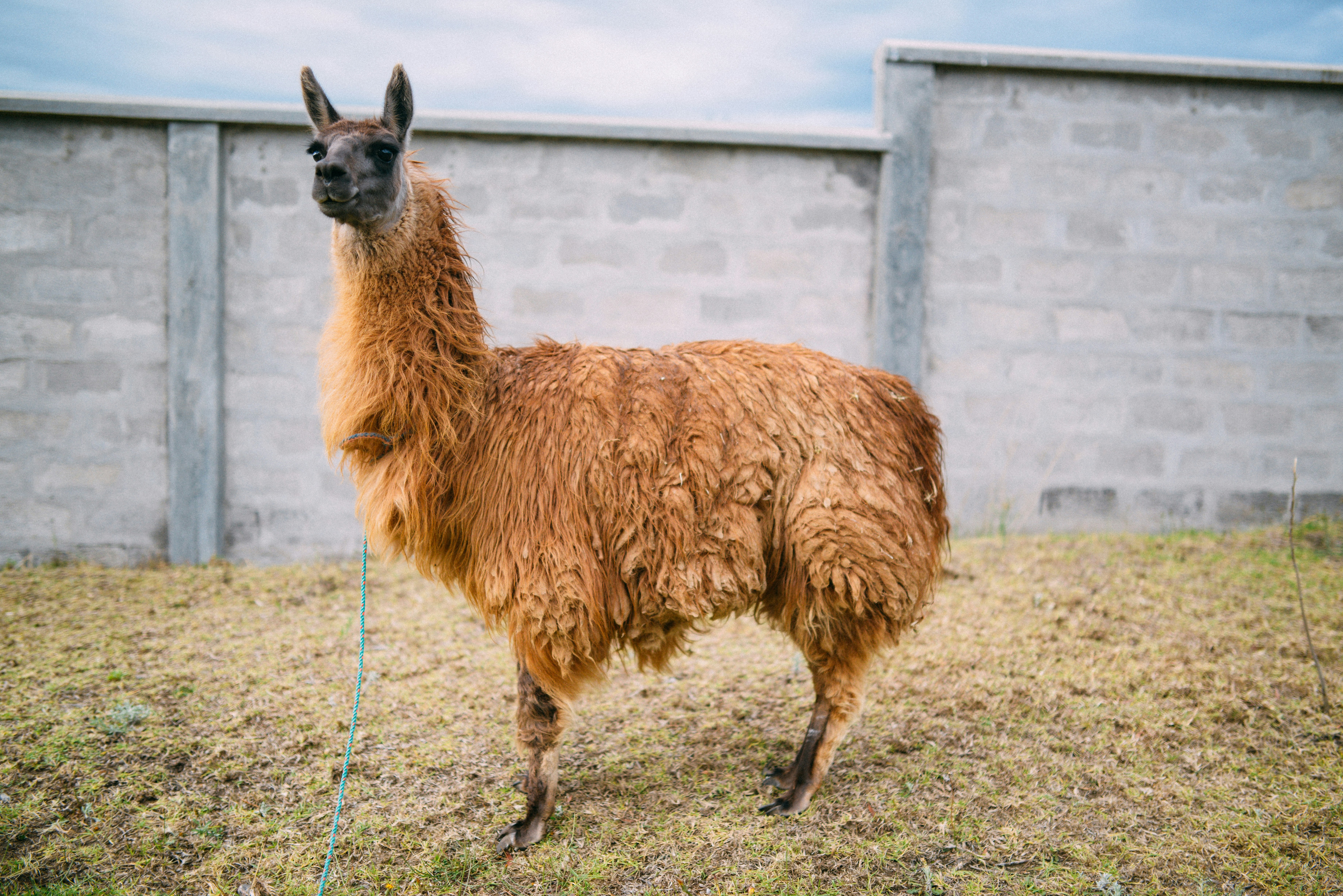 Llama at the Fence: Textured Wool Against a Quiet Concrete Backdrop