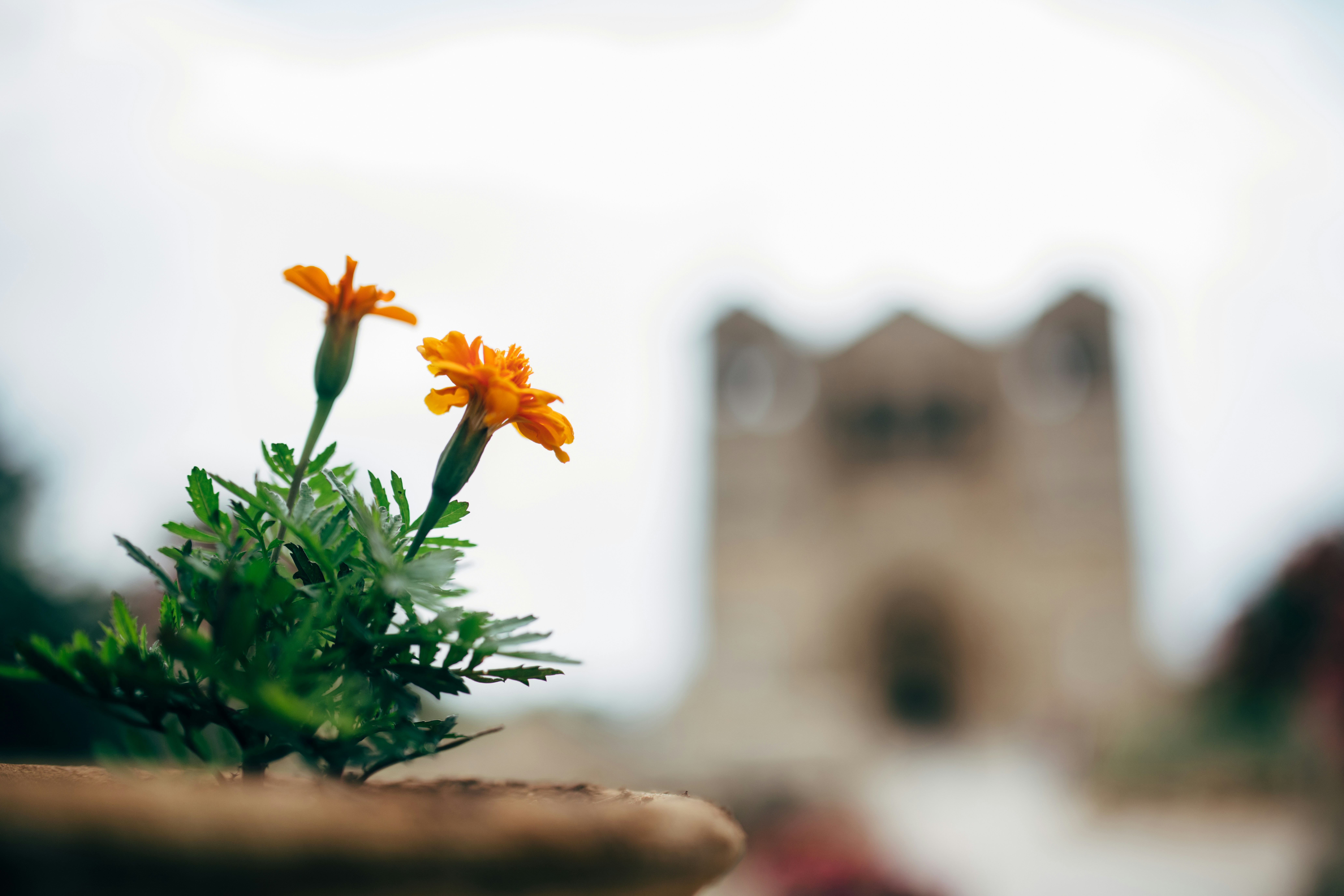 Marigold Portrait in Focus, Soft-Blurred Fortress in the Background