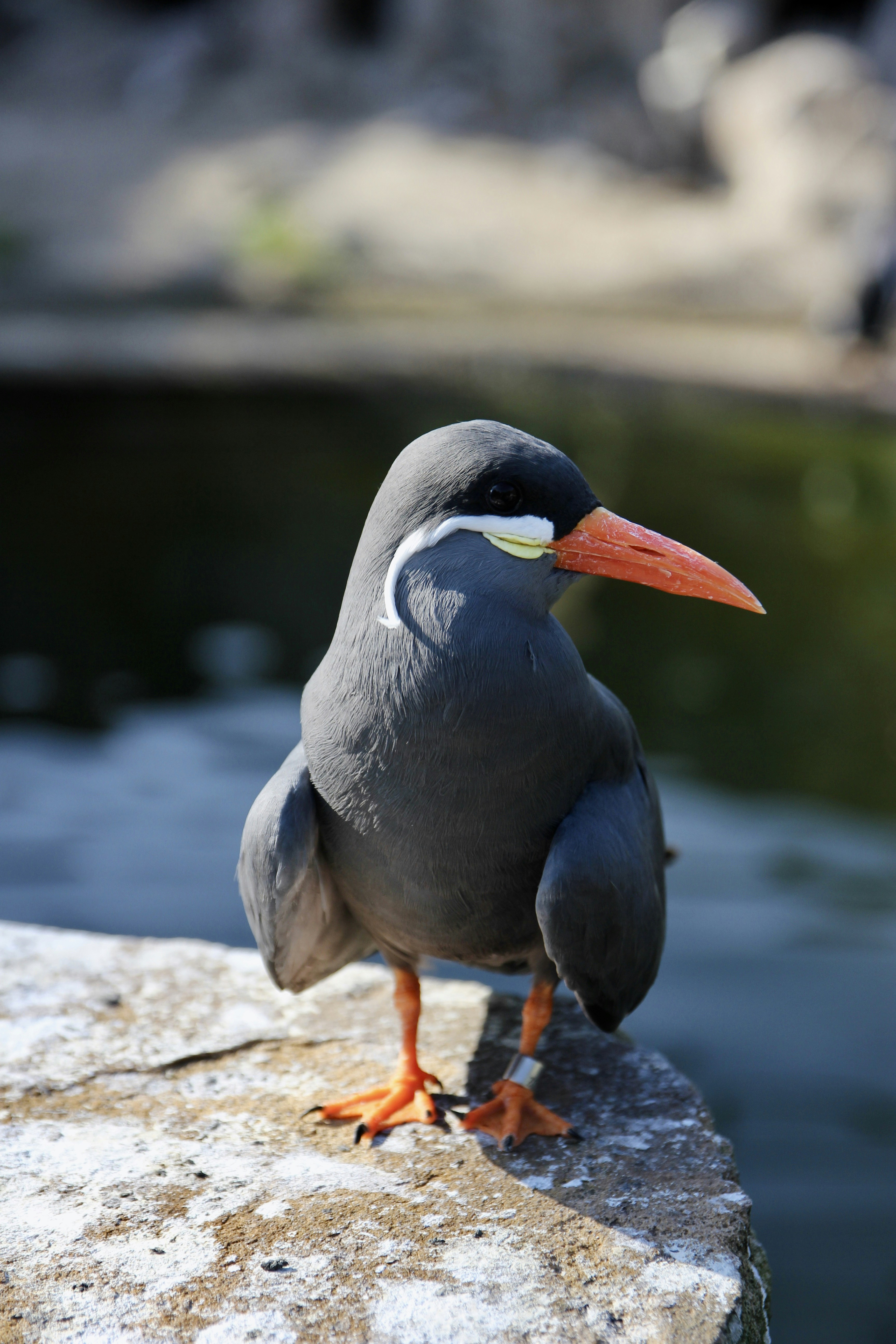 Royal Riverbank: Black Cormorant with Red Beak at Stone Edge