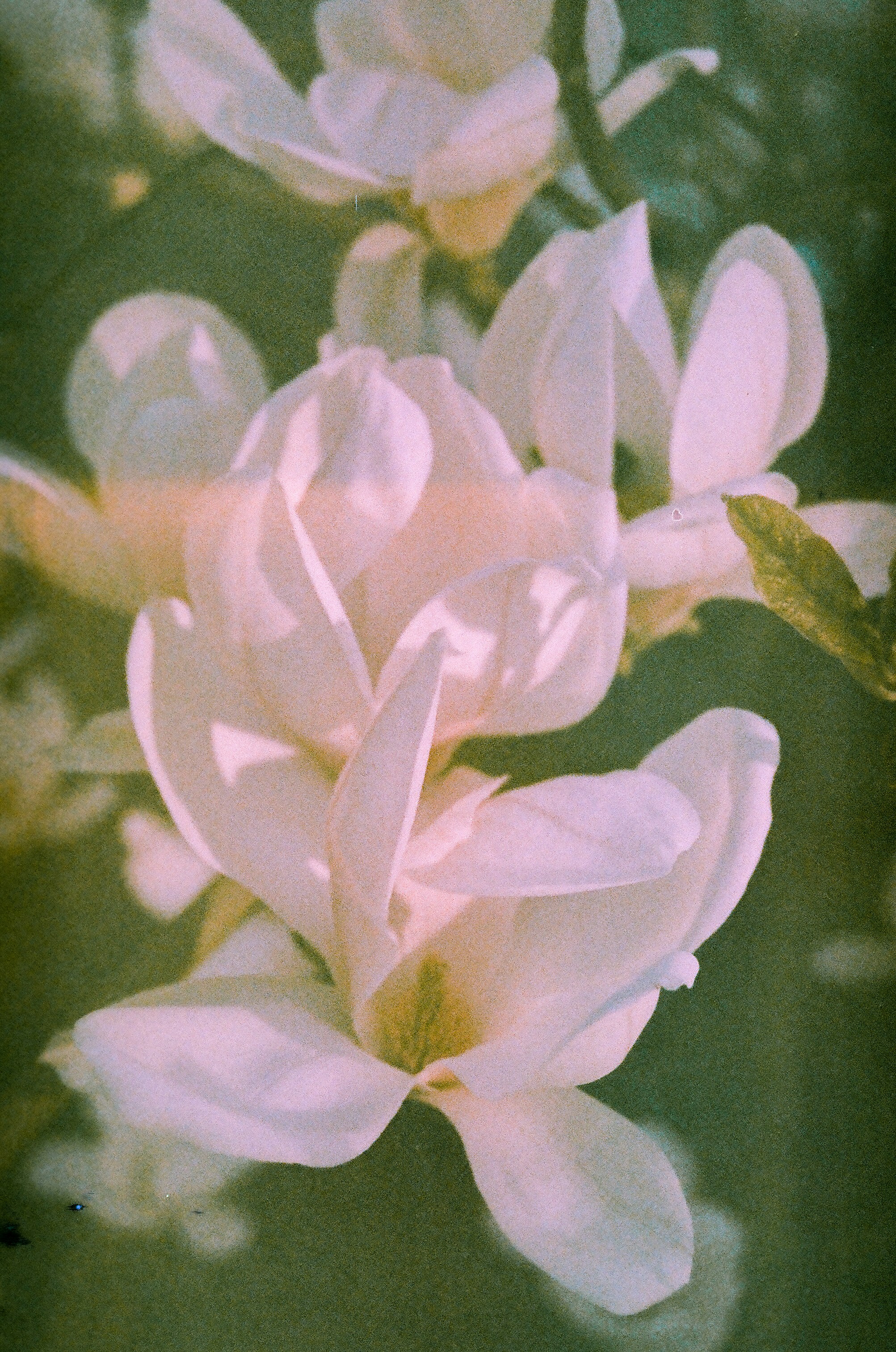 Foto Un primer plano de una flor – Imagen Gris gratis en Unsplash