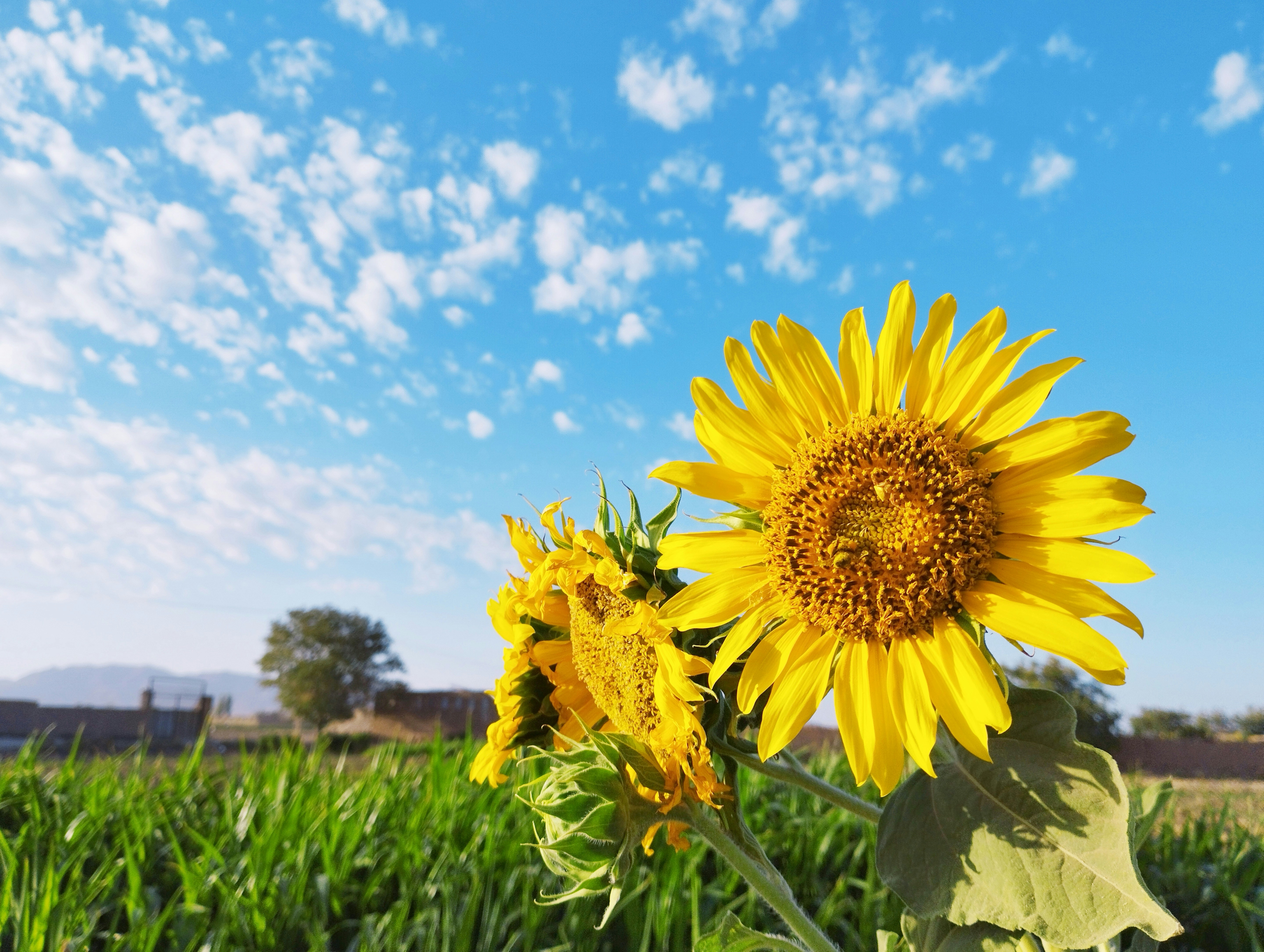Bright sunflower dominates the foreground with a blue sky and distant field in the background in this photograph.