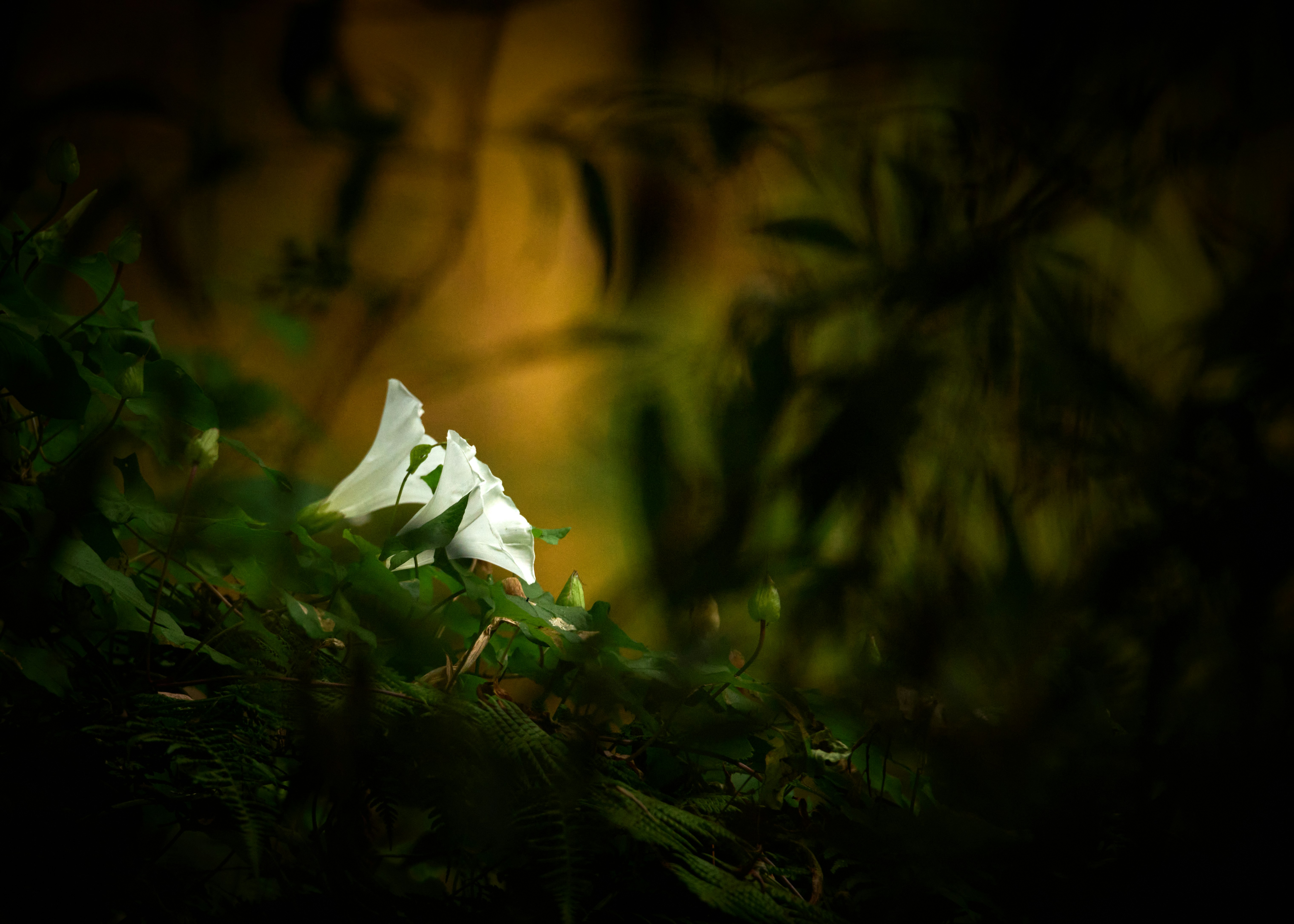 White bloom in a shadowed fern-crest
