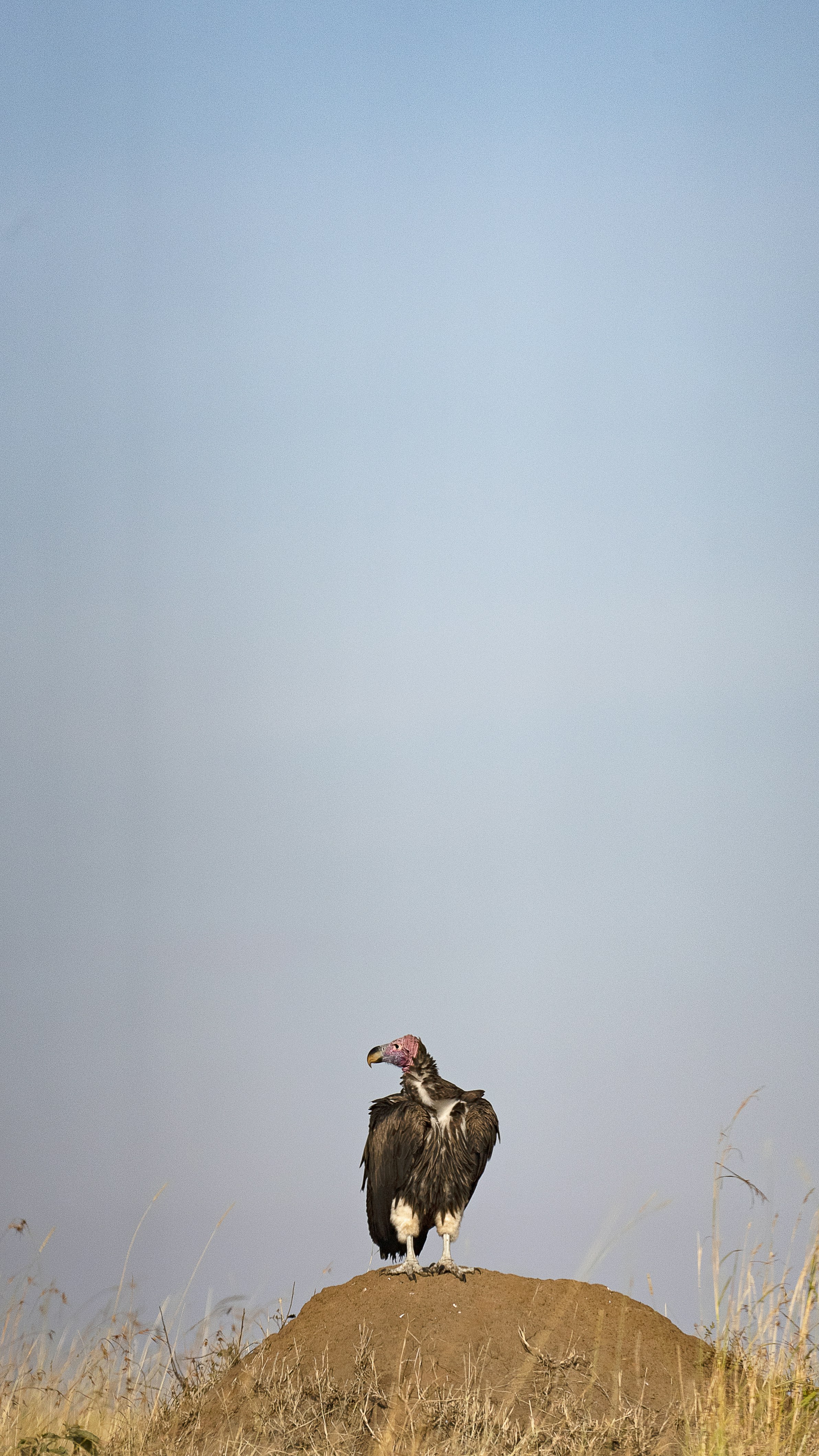 Sentinel of the Savanna