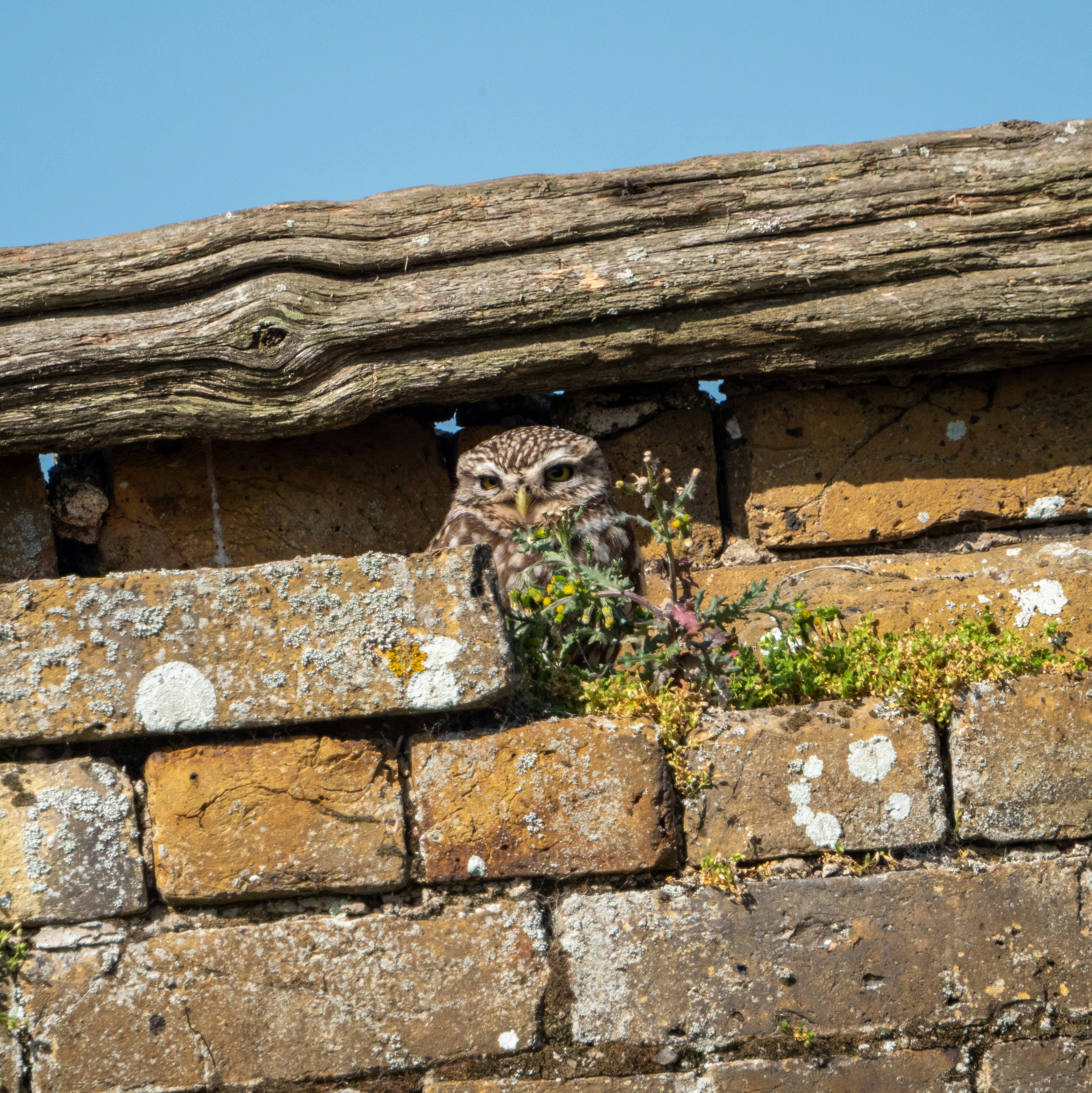 Un couple de hiboux dans un nid photo – Photo Cottages à Kings Hill ...