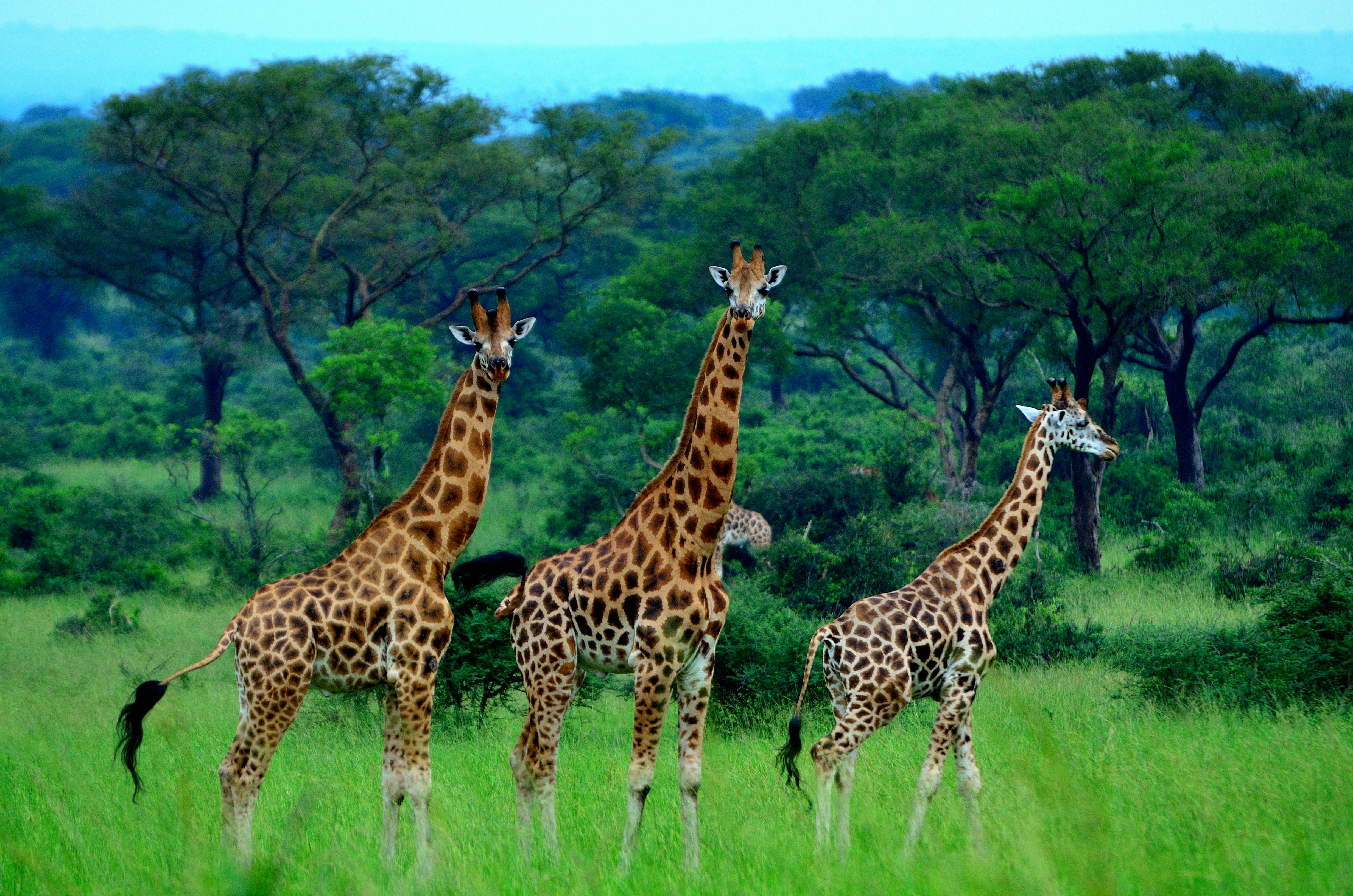 The Alarming Reason Why Giraffes Could Face Extinction