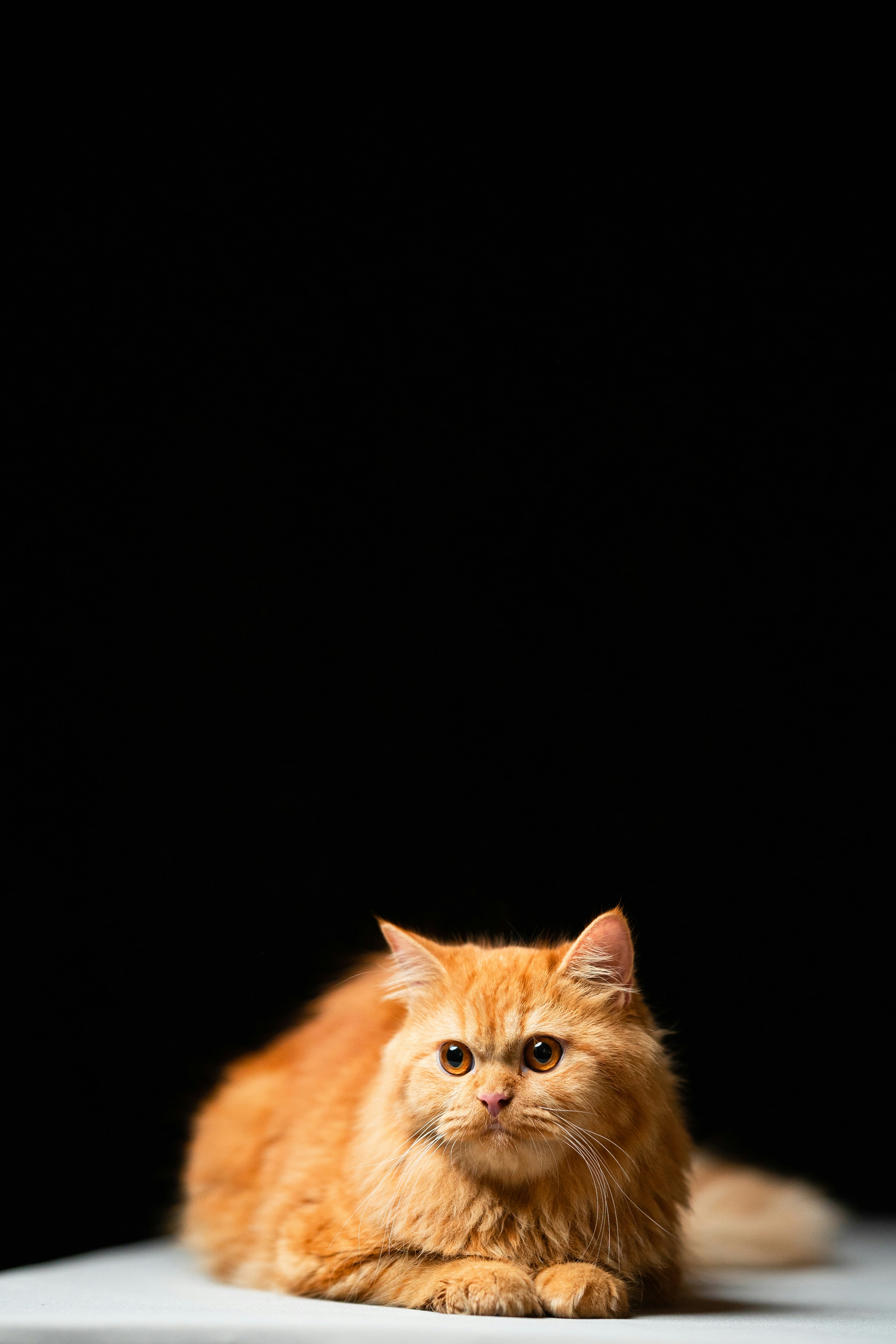 Cat Looking Down Profile