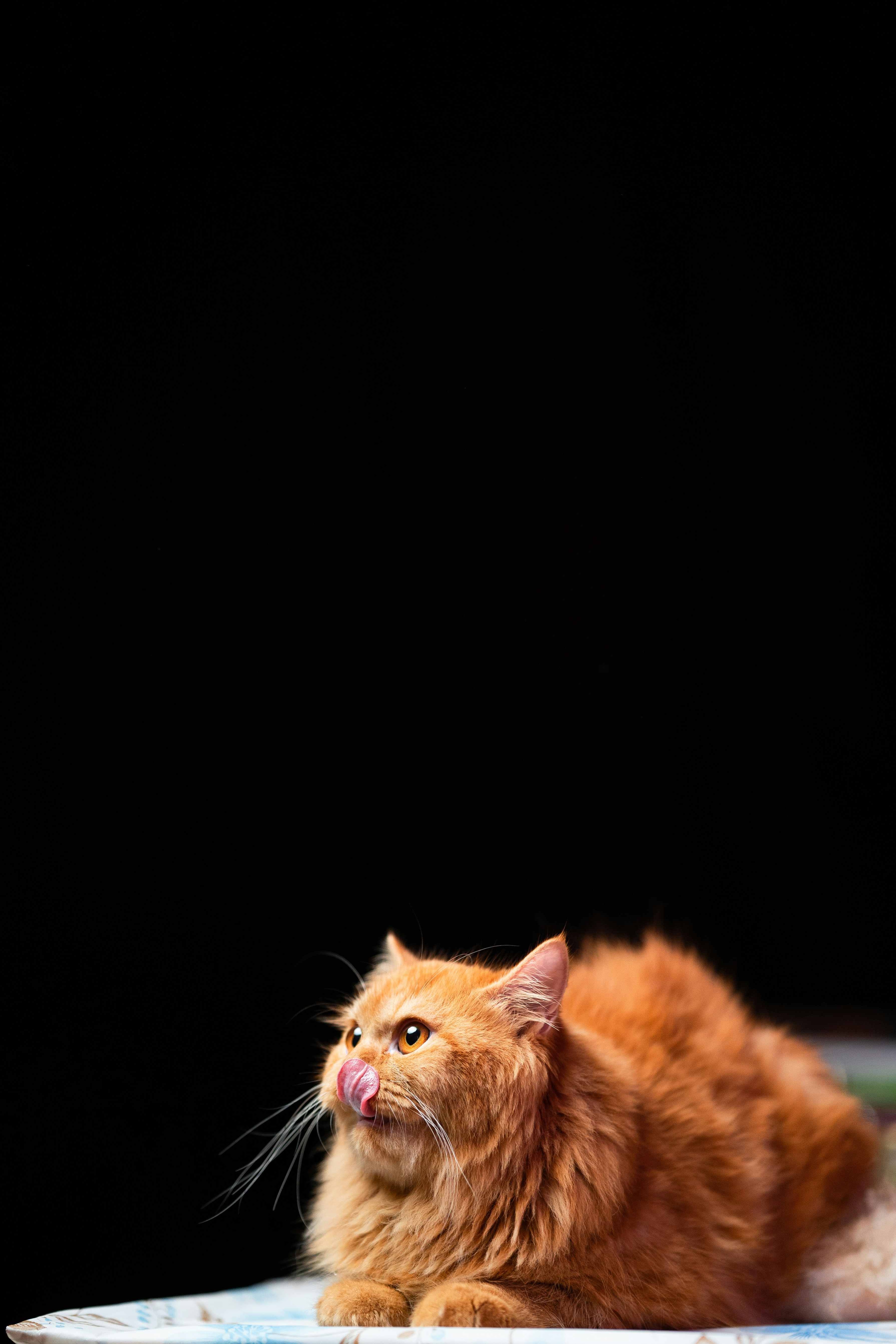Amber Quiet: a ginger cat lounging on a velvet-dark stage