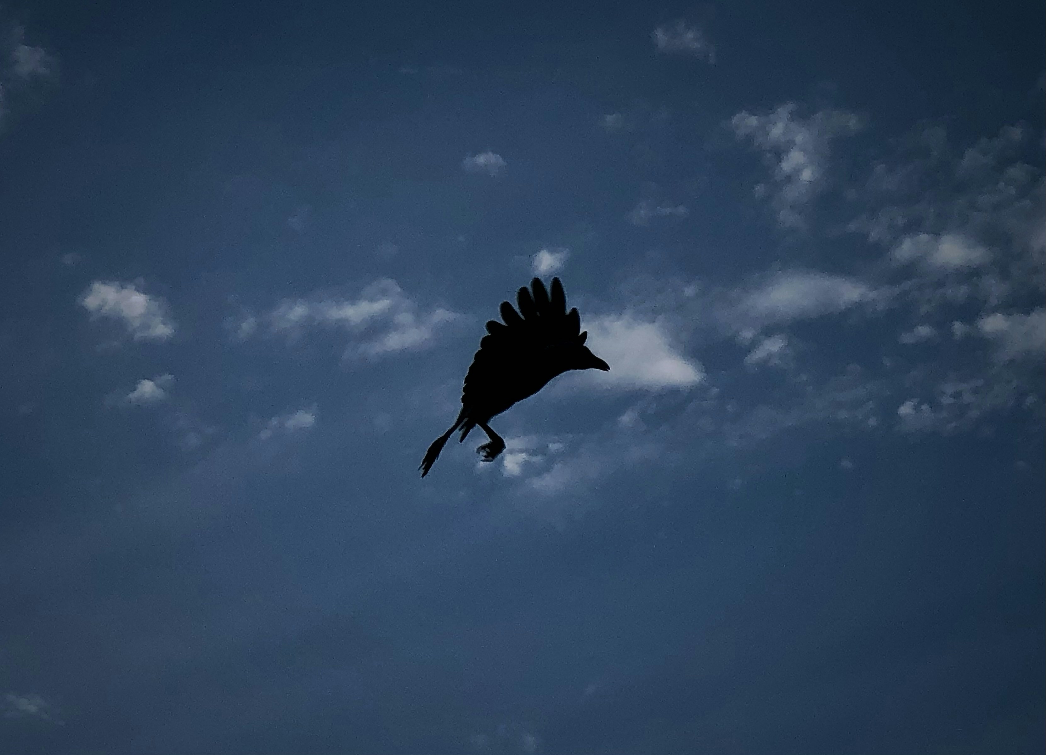 Lone Raven in a Cobalt Sky