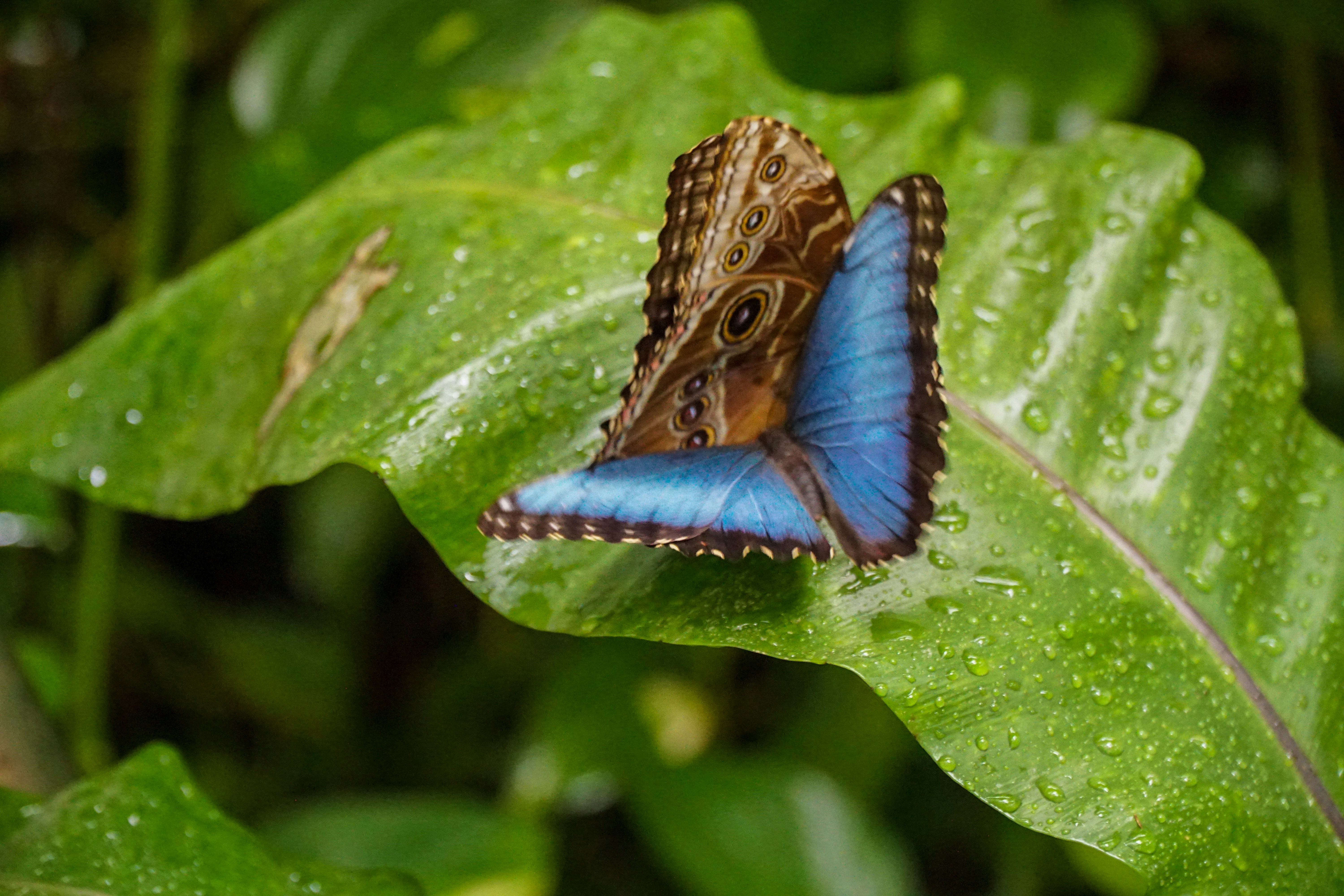 Un papillon sur une feuille photo – Photo Papillon Gratuite sur Unsplash