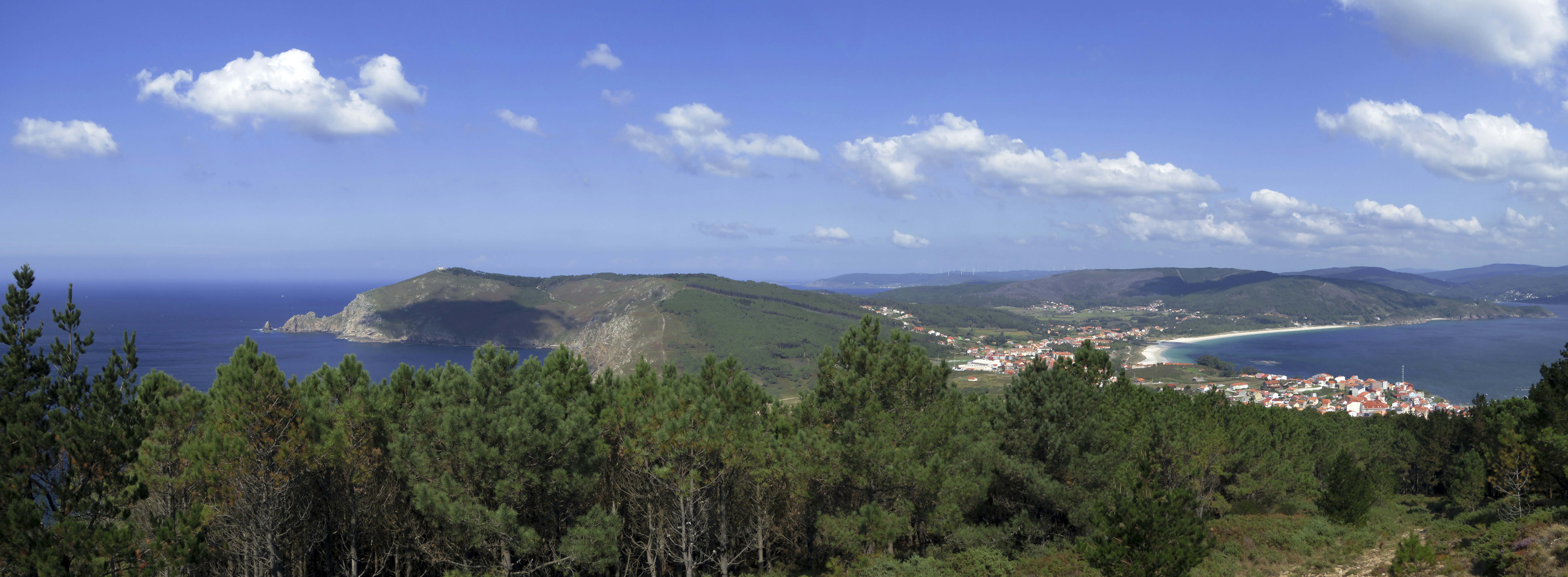 Pine Crest Over Bay: A Coastal Panorama