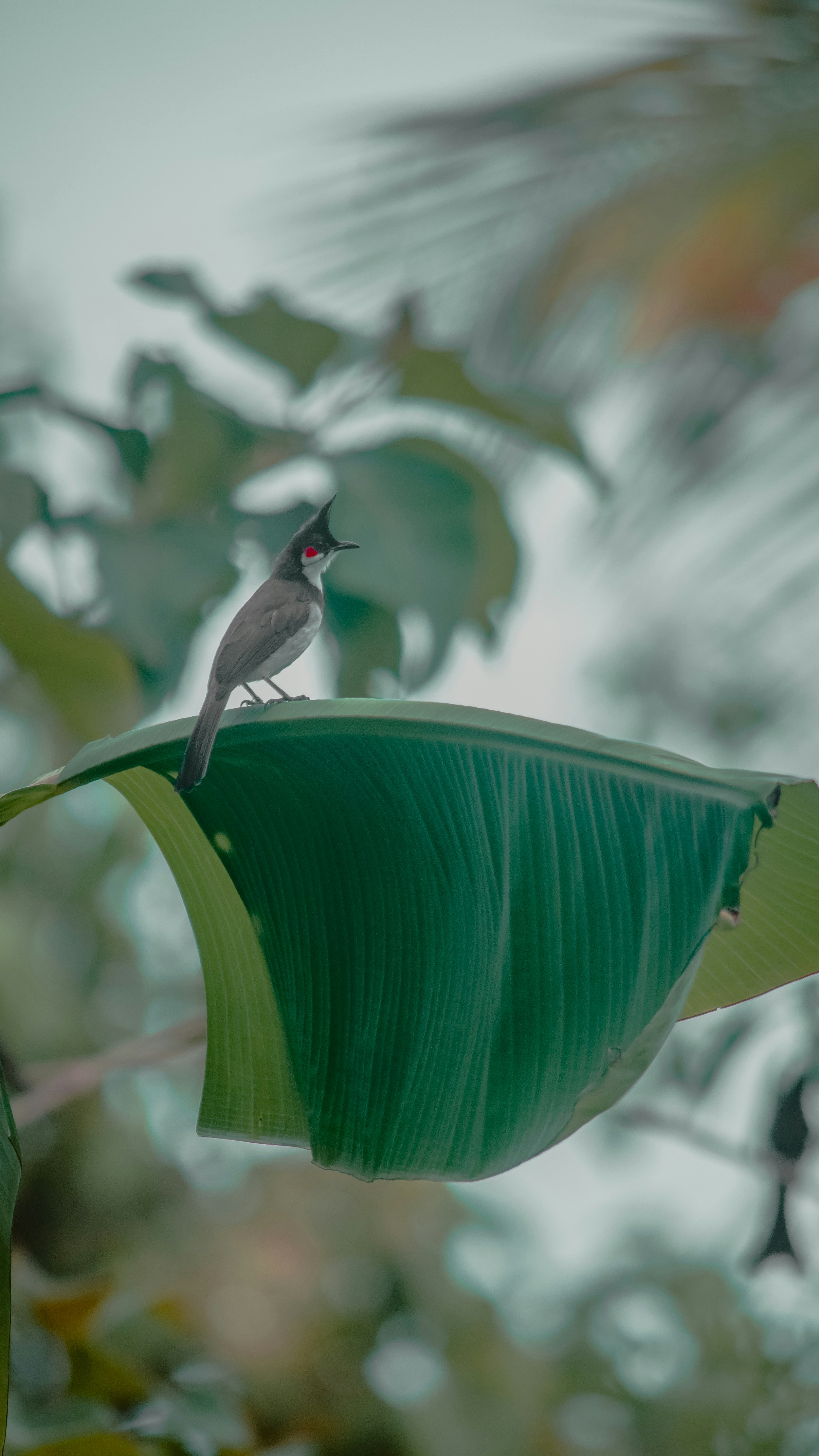Red-eyed Bulbul on a Curved Banana Leaf
