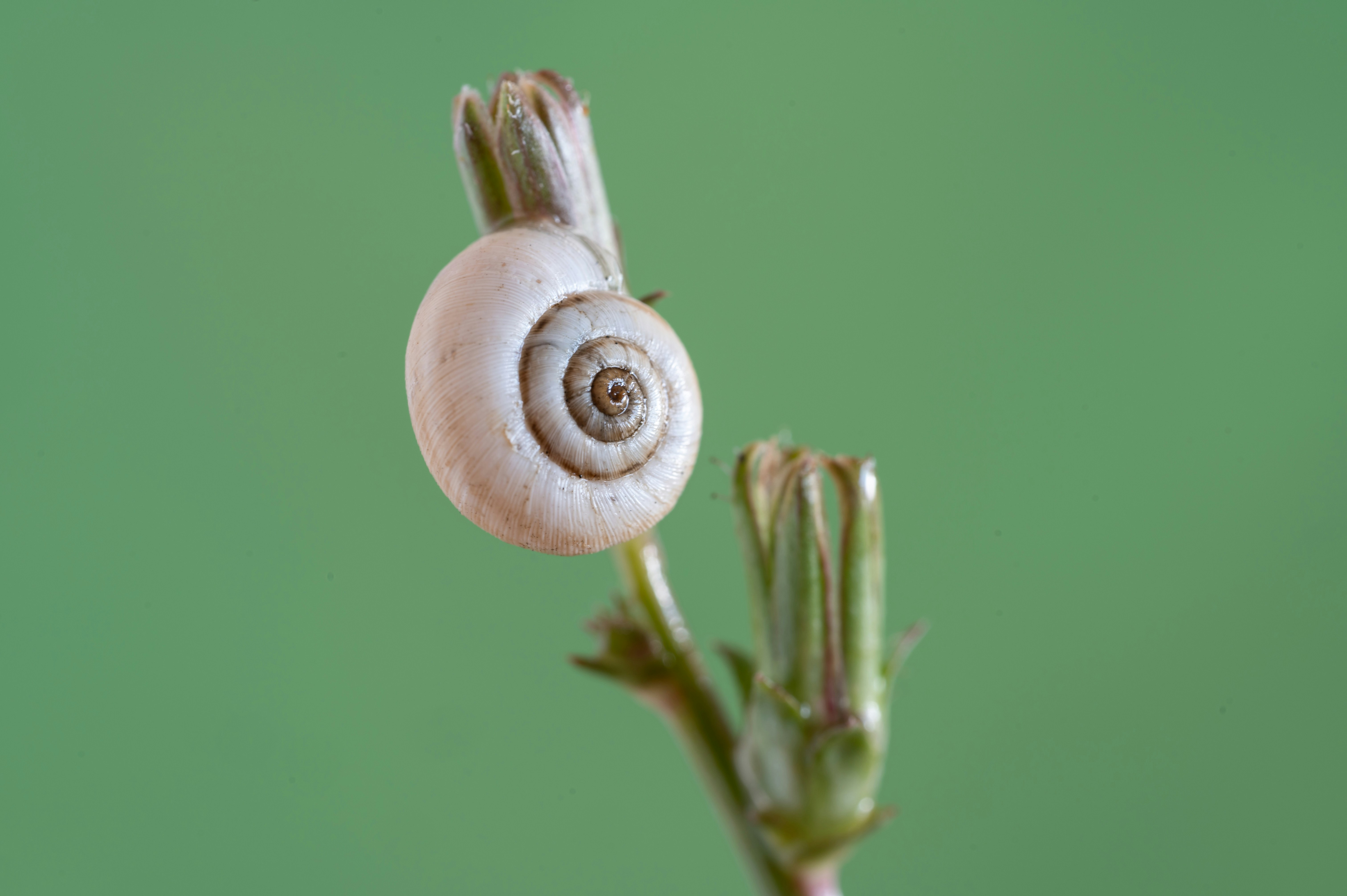 Spiral Snail on a Tender Green Backbone