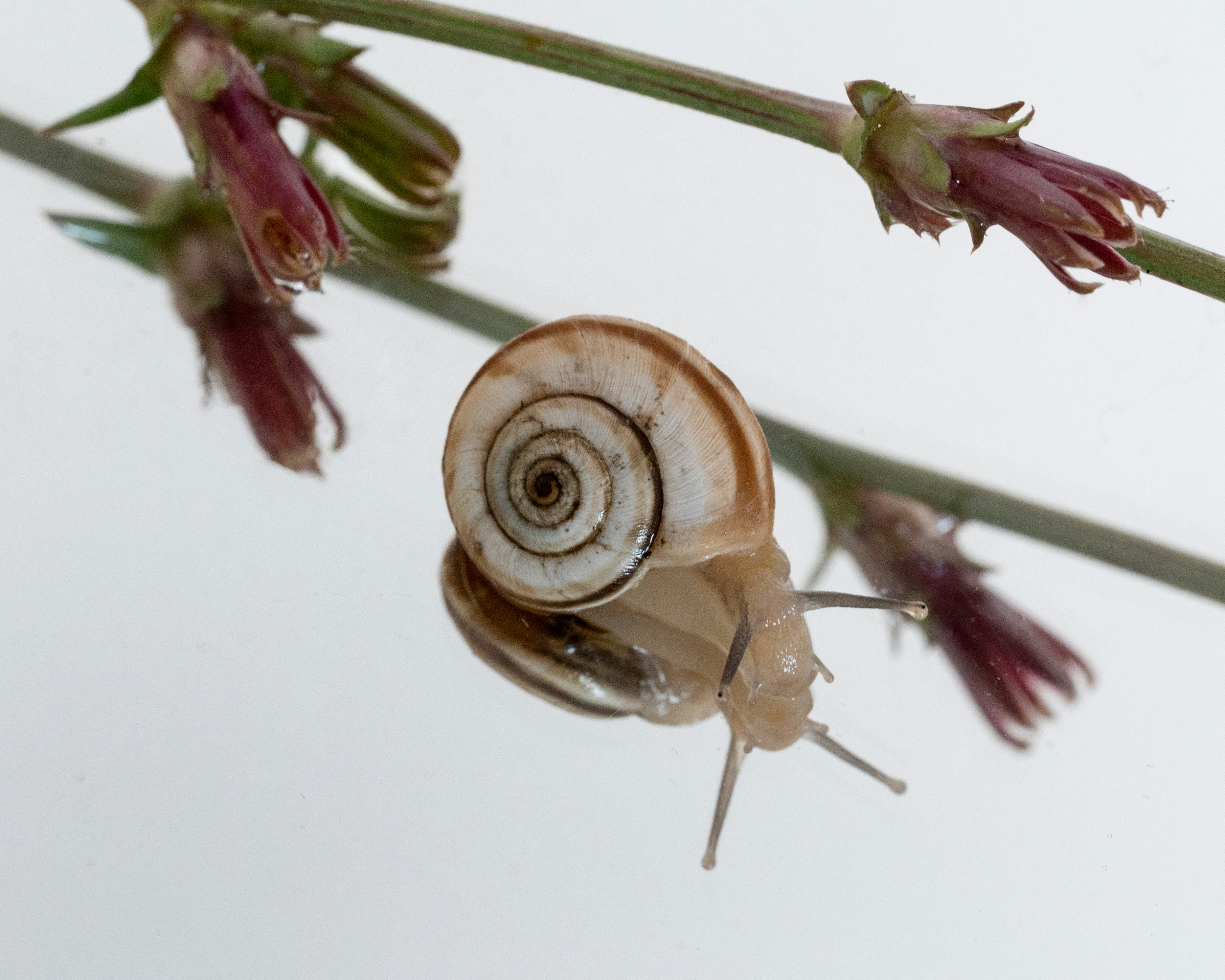 Spiral Quiet: A Tiny Snail Clinging to a Stem