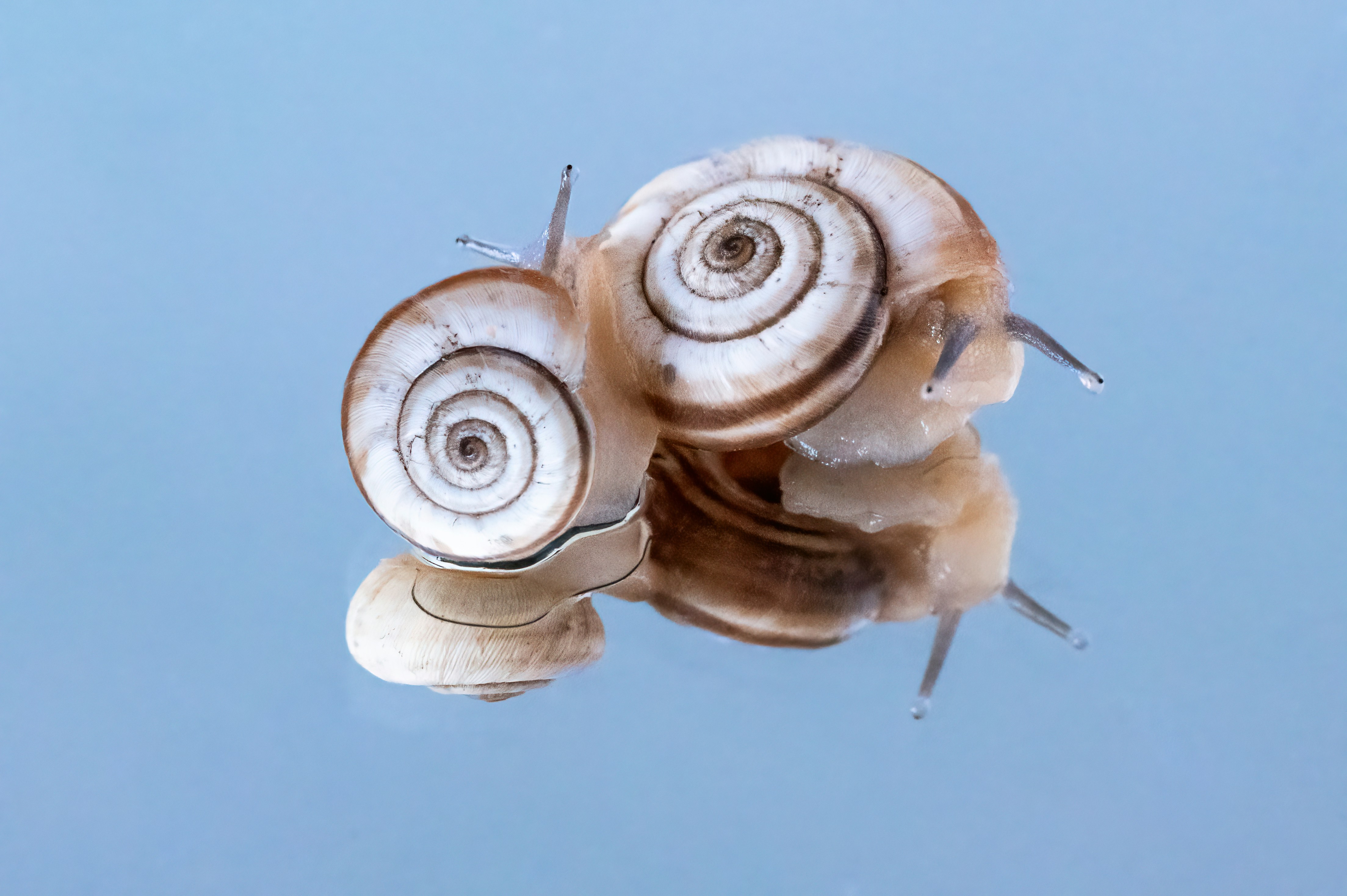 Two-Minute Spiral: Dual Snails in Soft Focus On Blue Glass