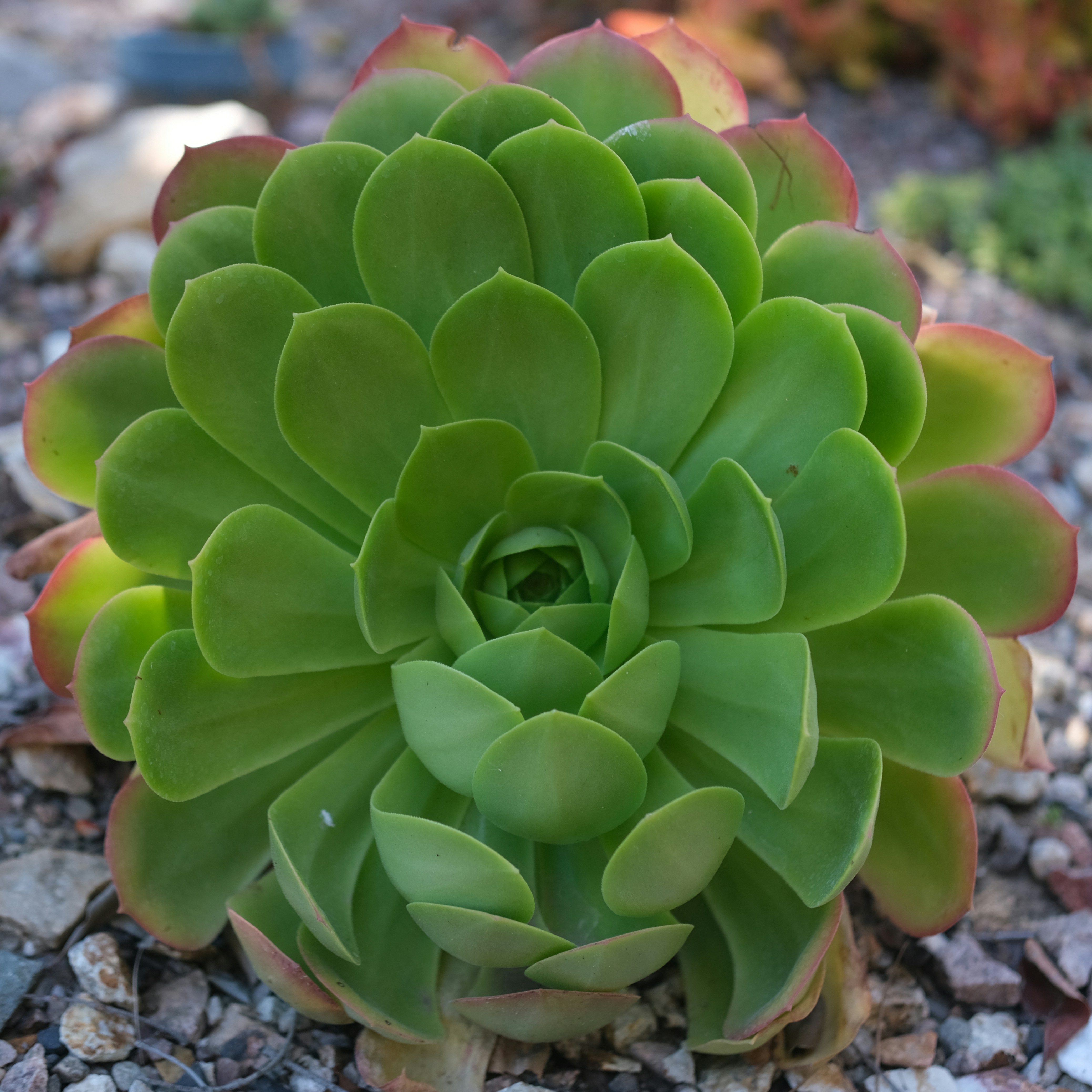 Rosette of Jade: a close-up of a green echeveria with pink-tinged margins
