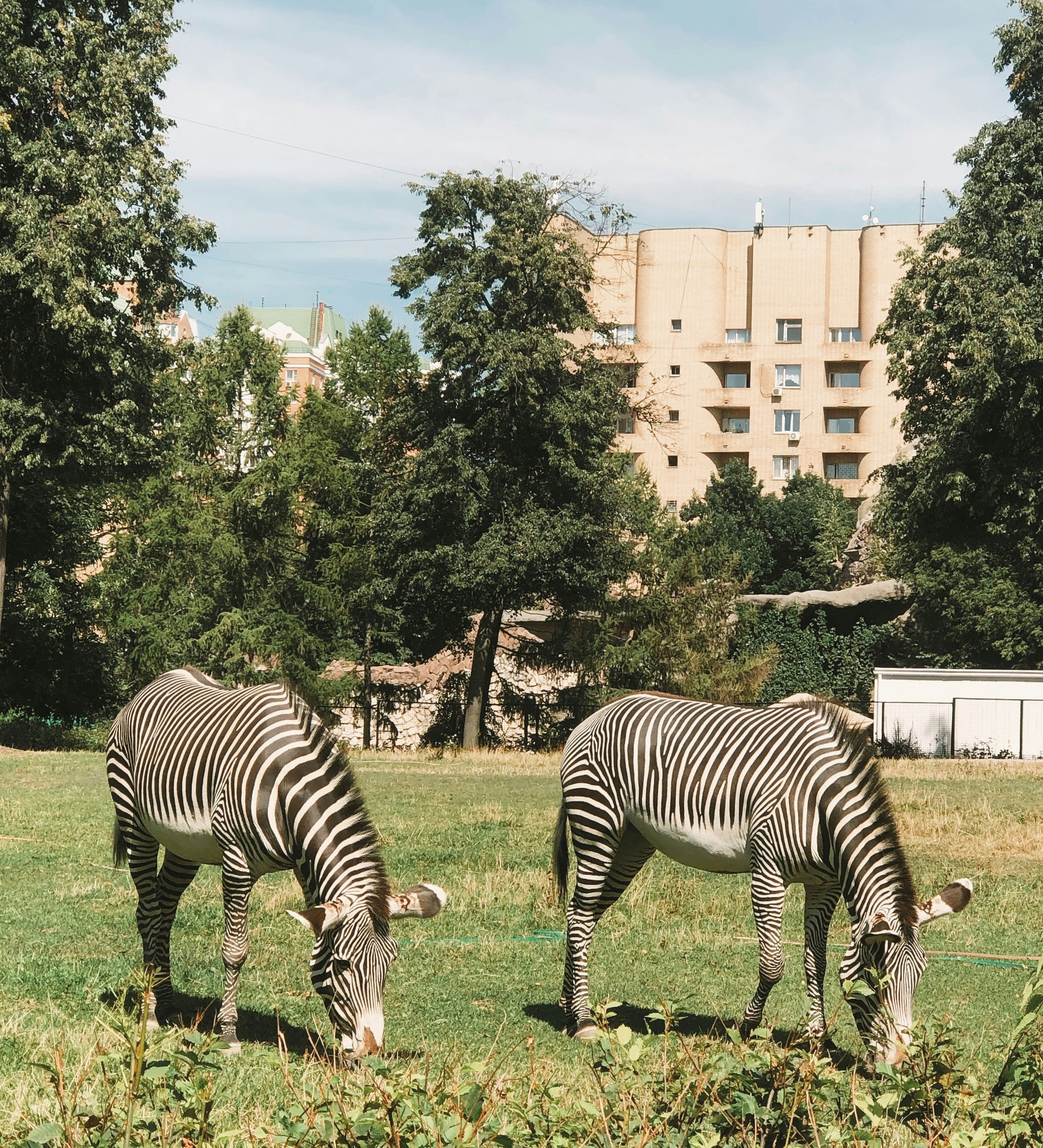 Zebras in Harmony: A Serene Grazing Scene