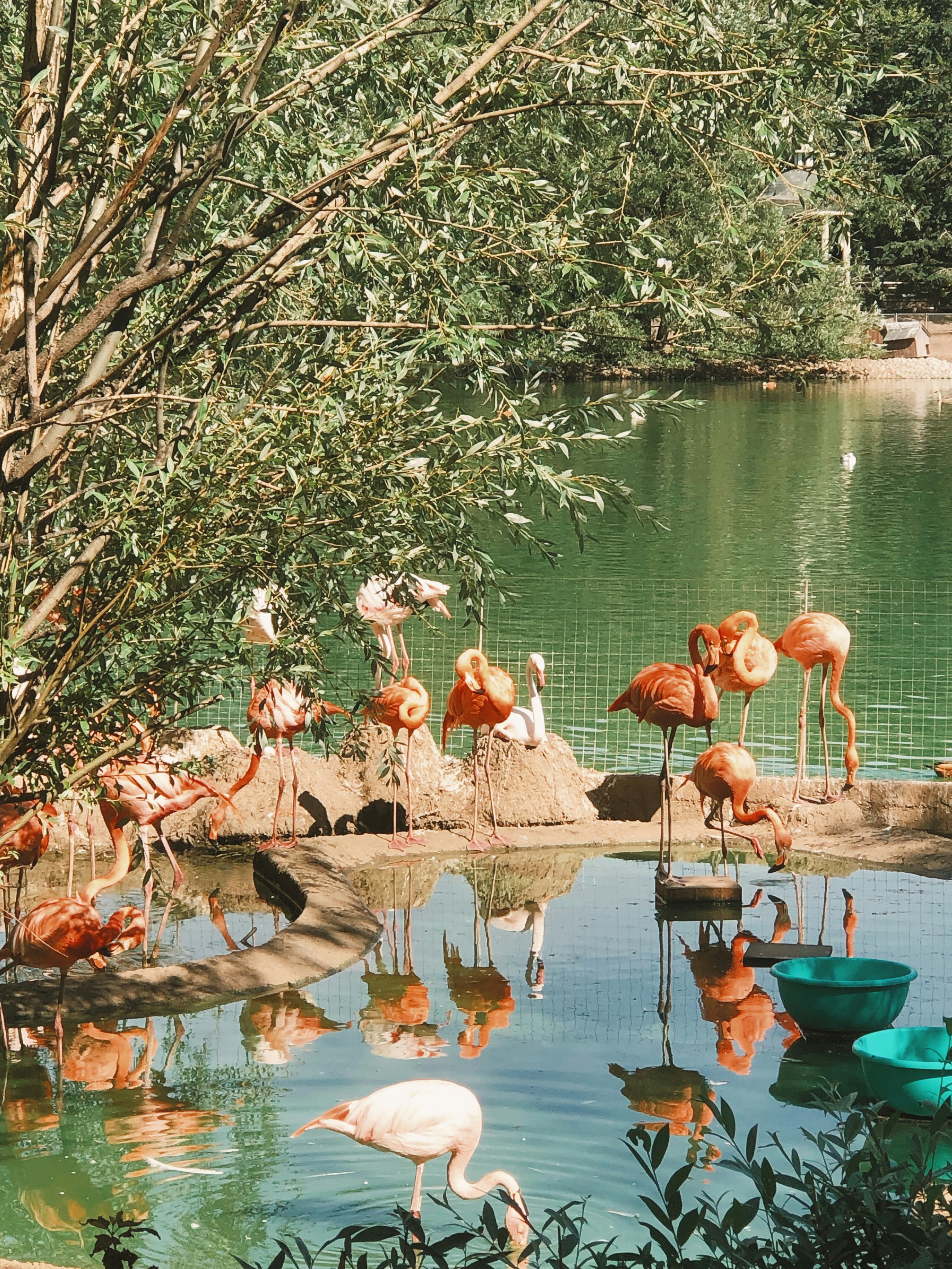 Emerald Pond Serenade: Flamingos Gather Under Dappled Light