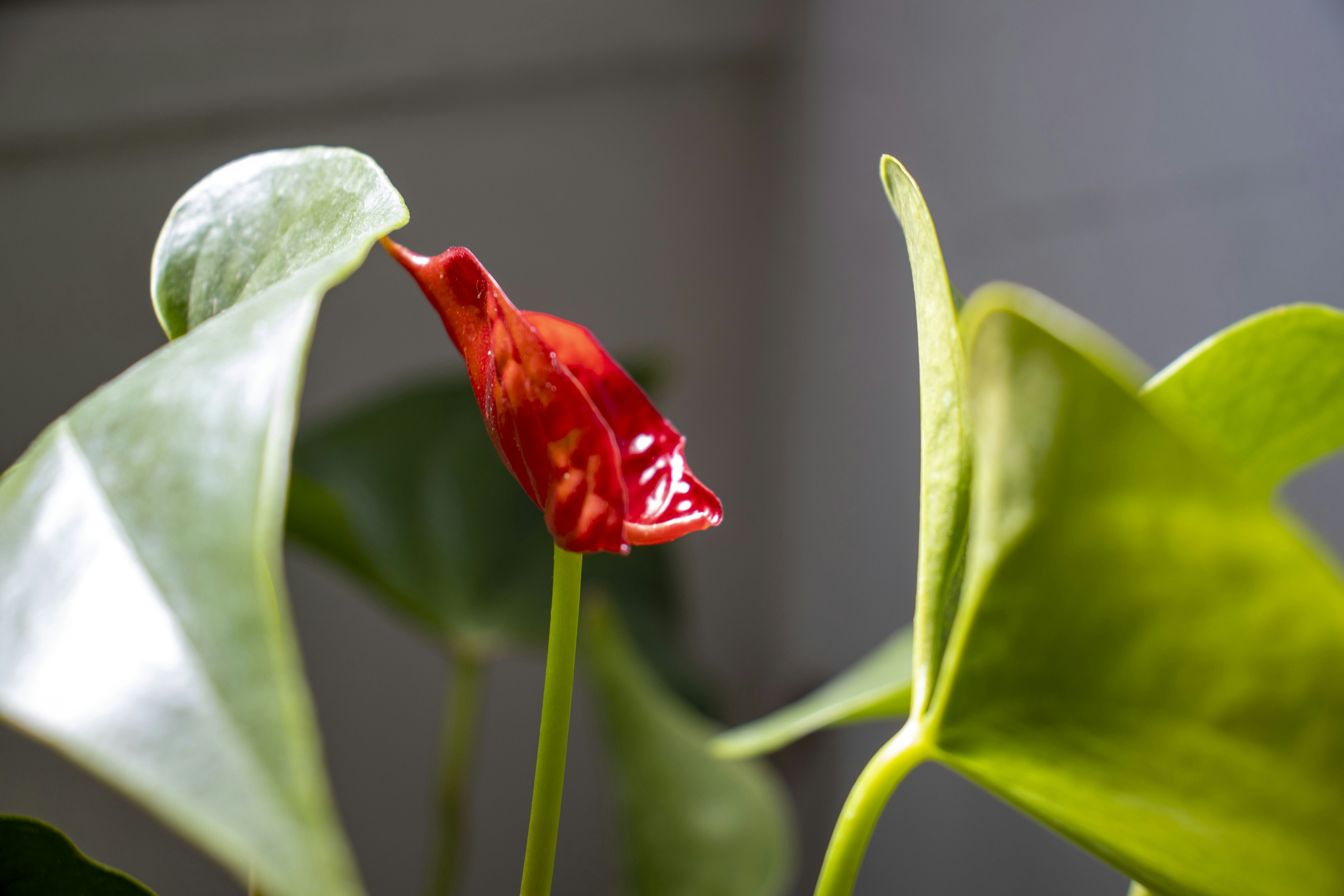Anthurium Symbolism: Discover the Secrets of the Flamingo Flower