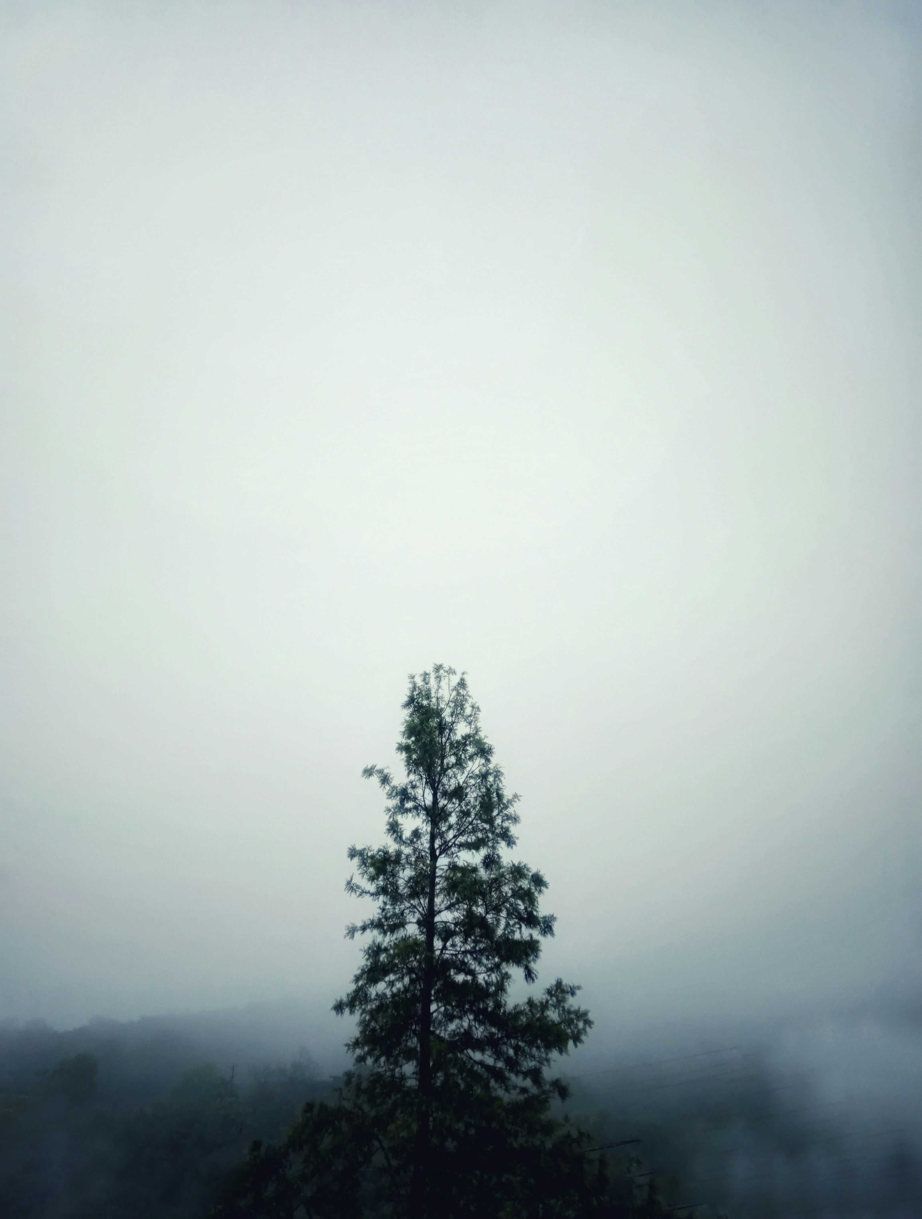 a tree in a foggy forest