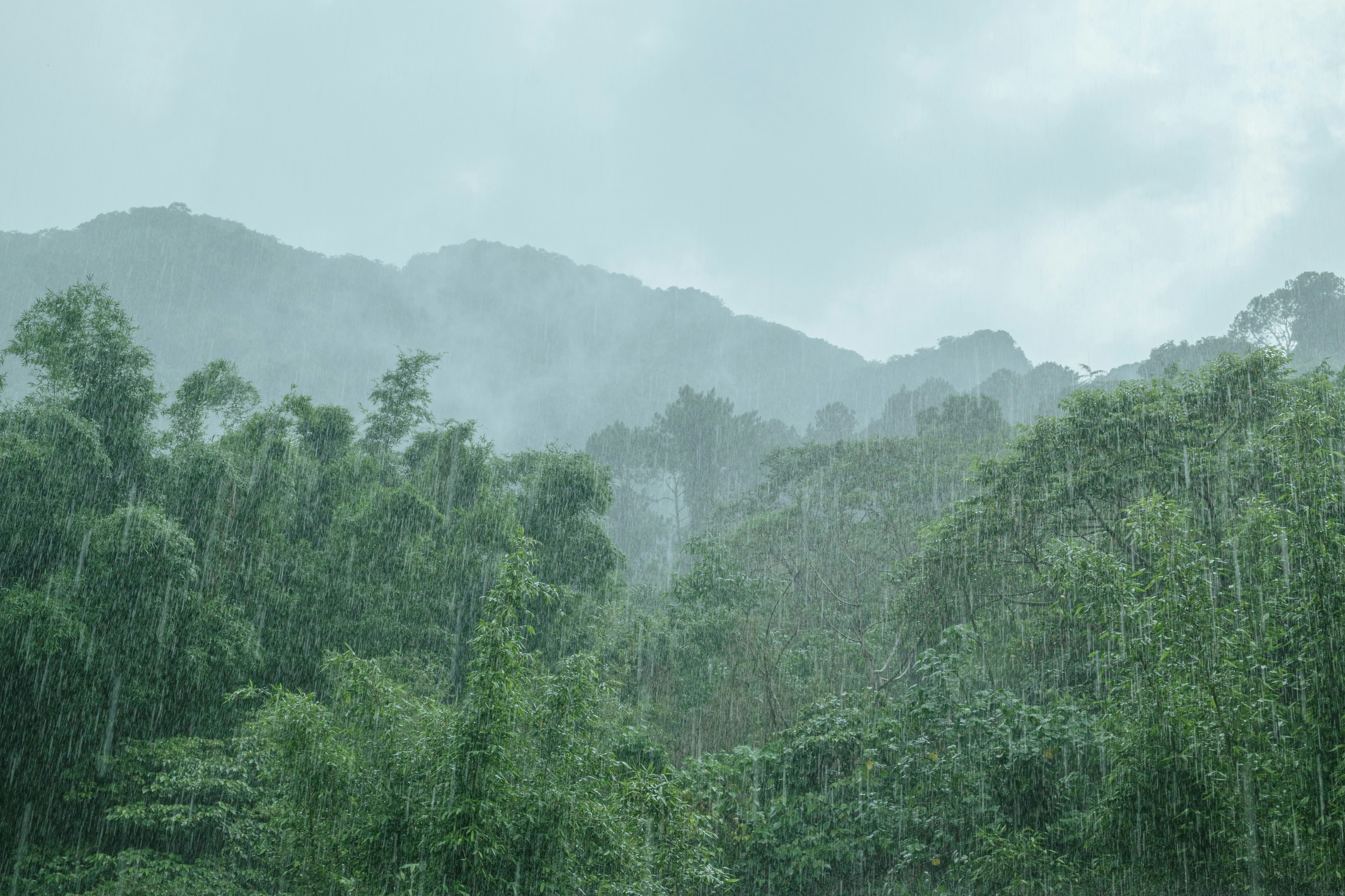 Mist-Kissed Emerald Canopy: Hills Loom Through Rain