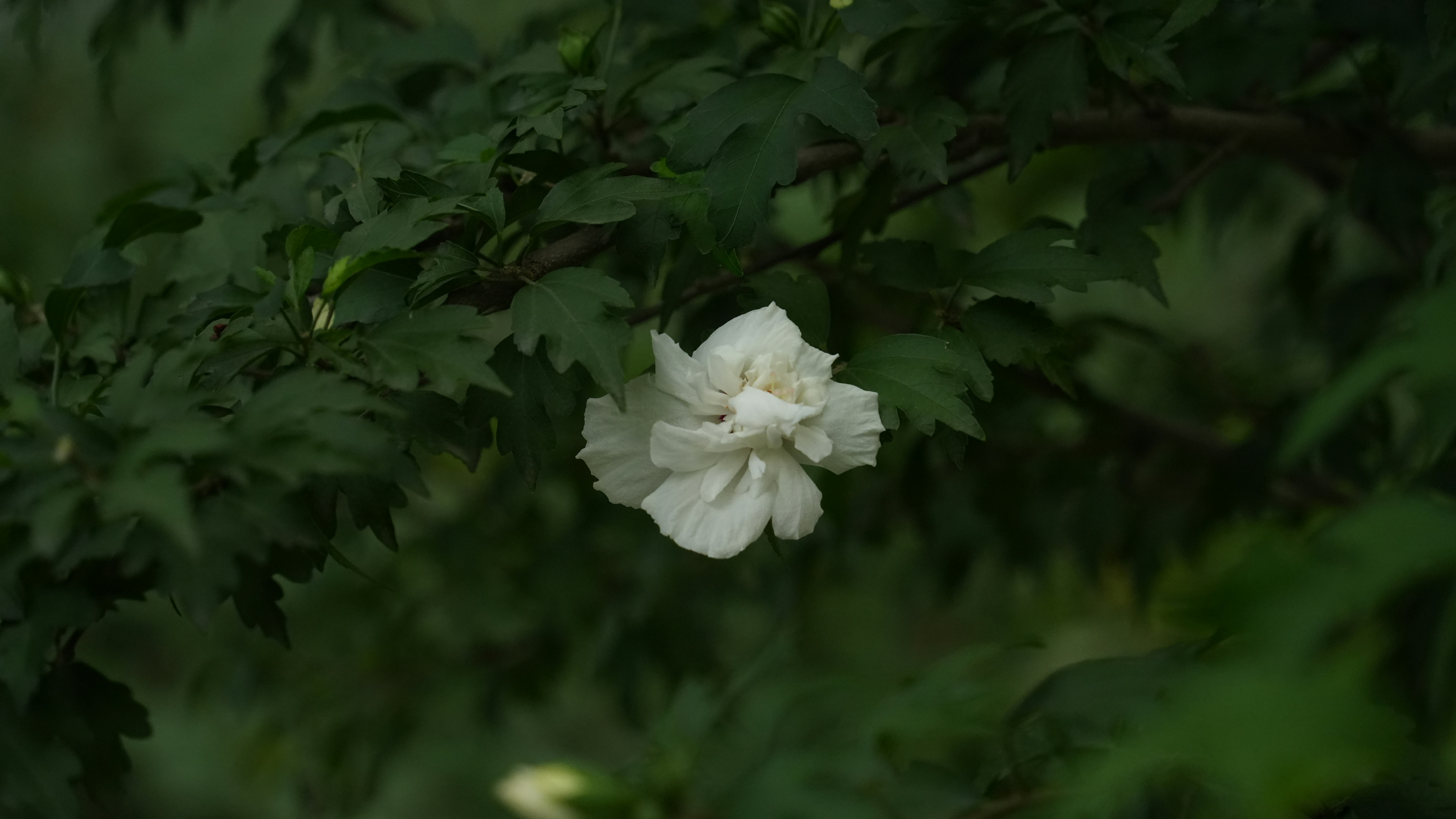 Photo by Xiaonan You with Sony Alpha 7 IV